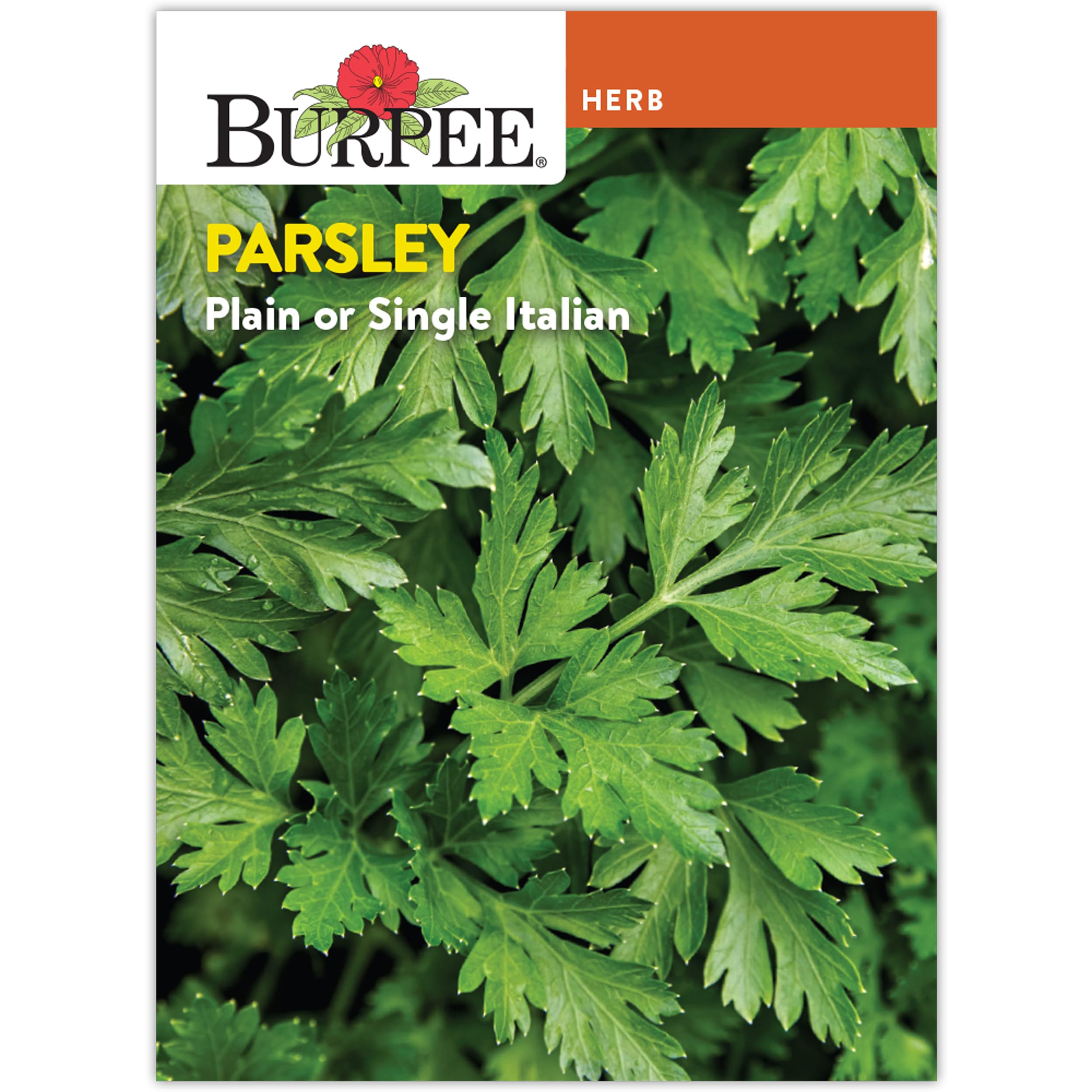 Flat Leaf Parsley Plant Care