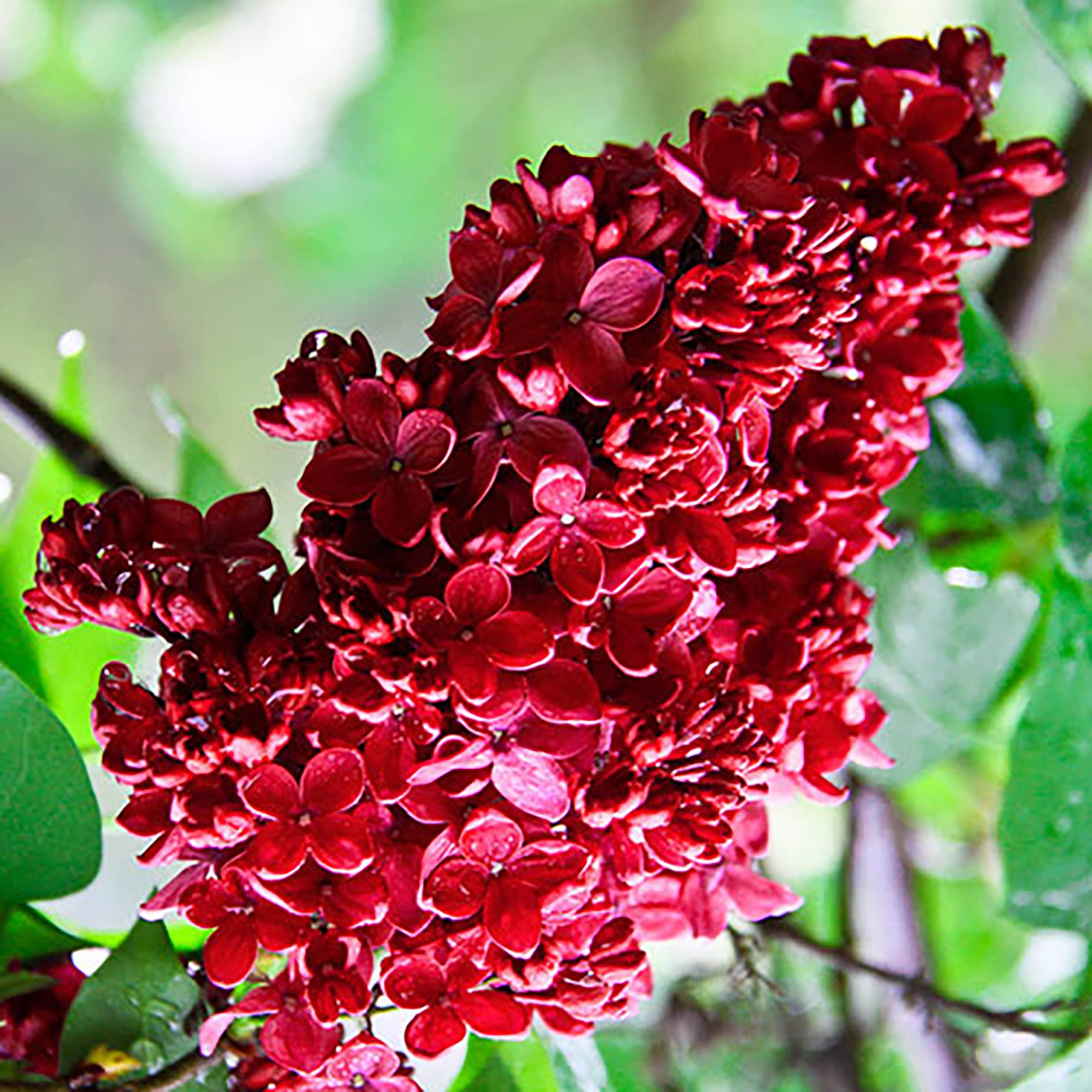 Amazon.com : Red Lilac Seeds Syringa Vulgaris for Planting Perennial ...