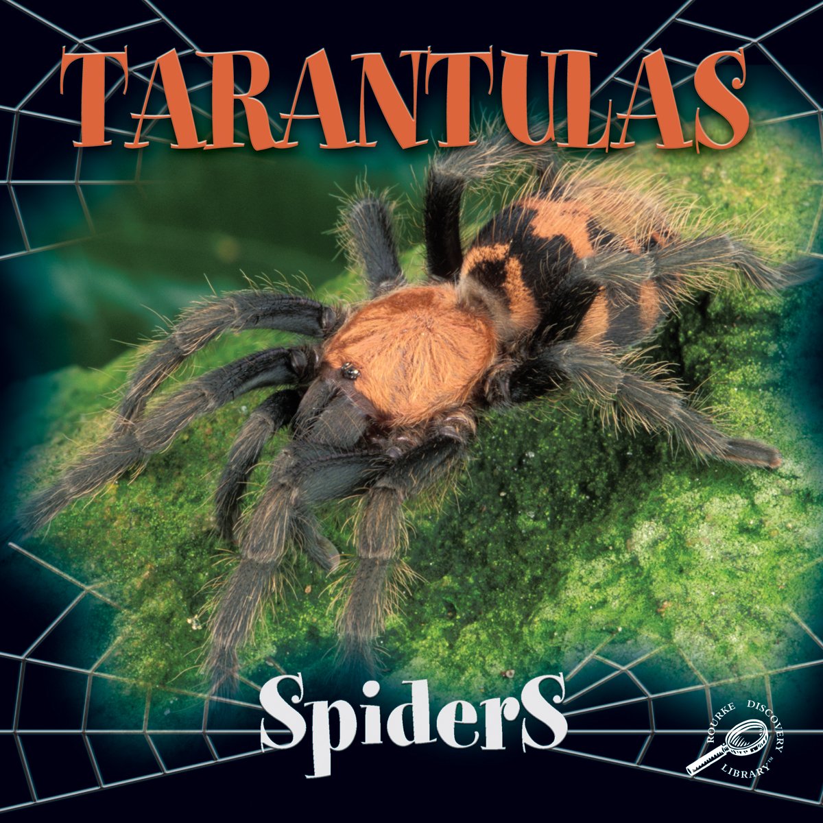 Tarantulas (Spiders Discovery): Cooper, Jason: 9780824951436: Amazon ...