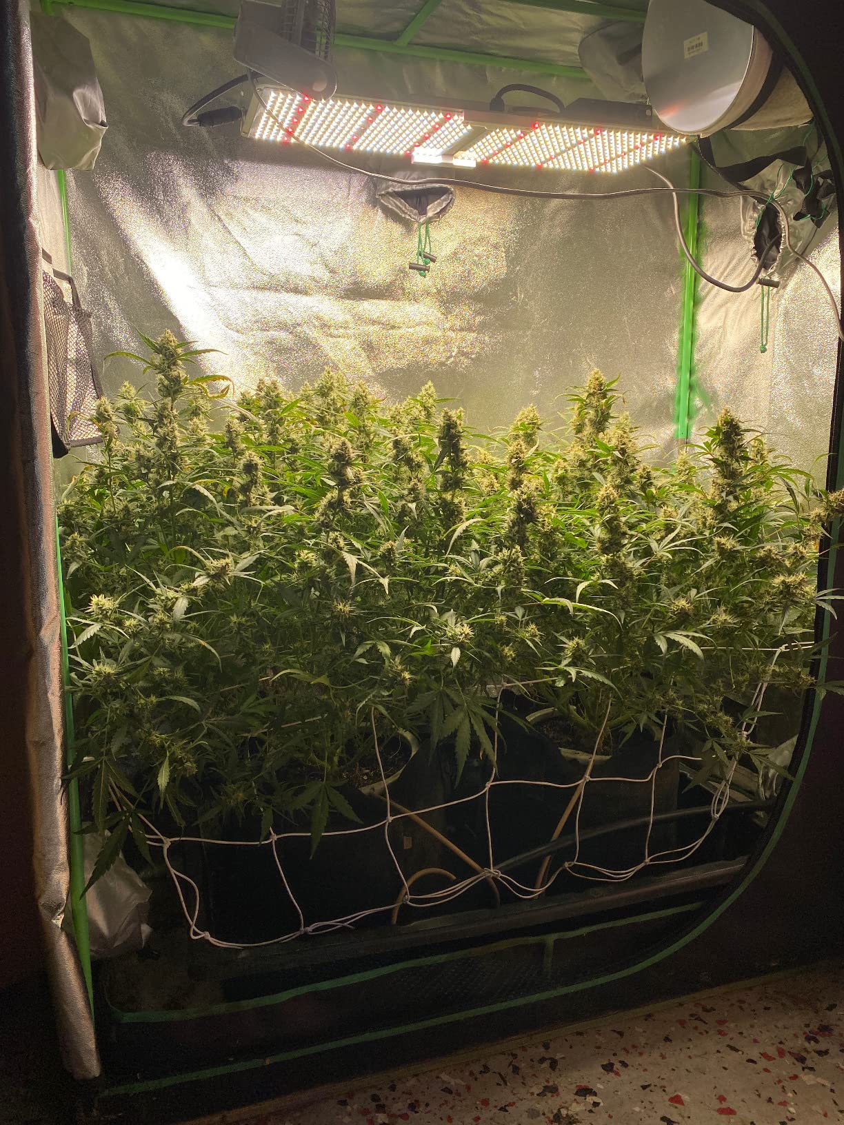 $6/mo - Finance Humboldts Secret Flower Stacker – Best Flowering ...