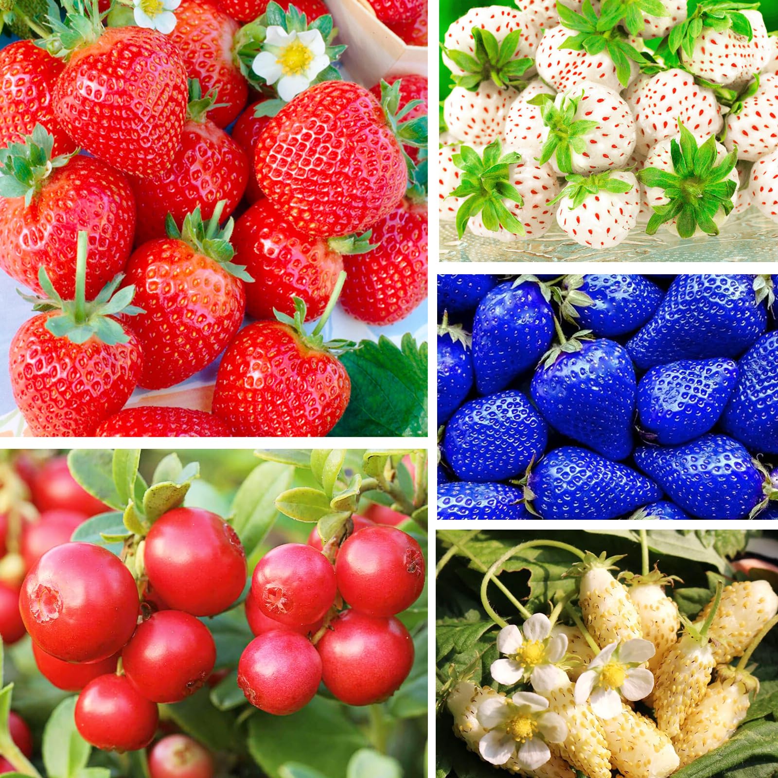 Different Types Strawberries