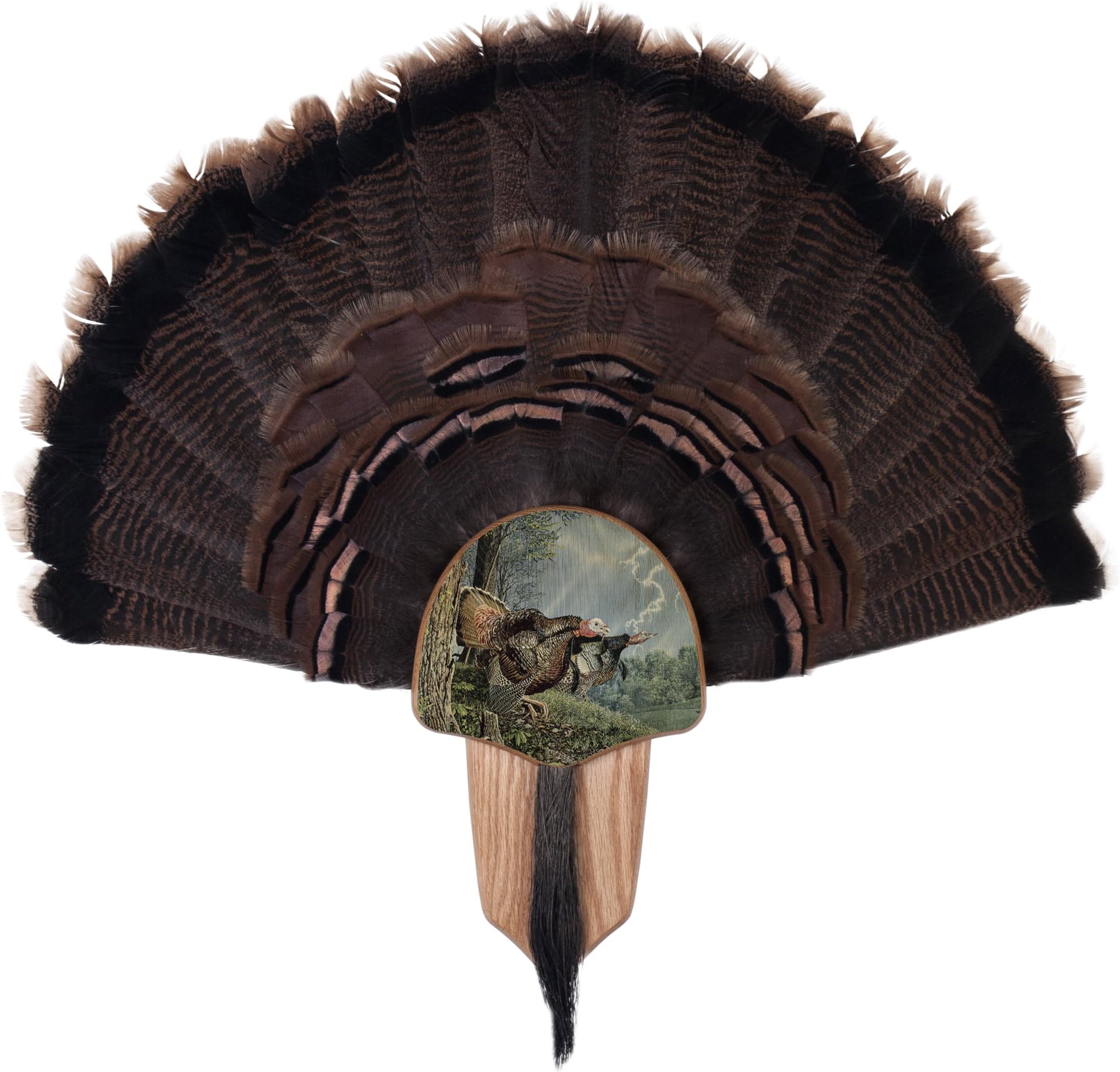 Amazon.com: Walnut Hollow Country Turkey Fan Mount & Display Kit, Oak ...