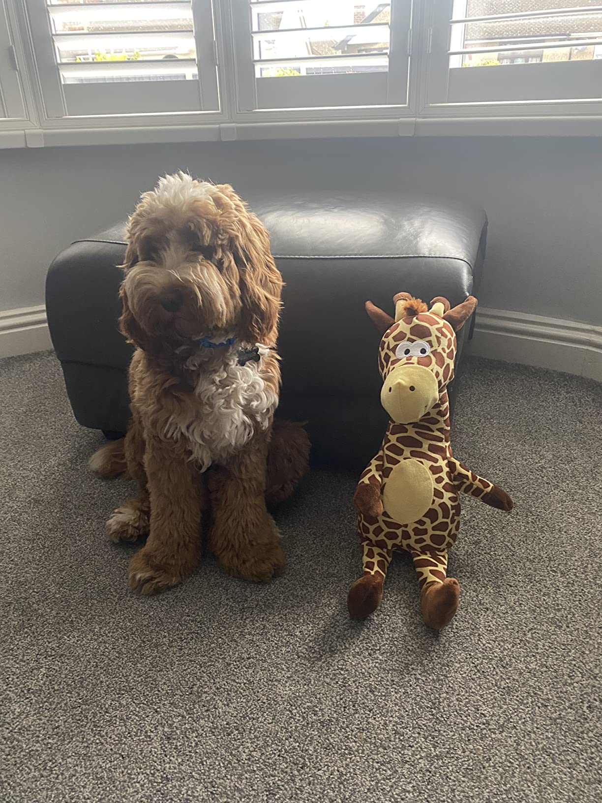 Cockapawfect Cockapoos: Millions of us are proud to call ourselves ...