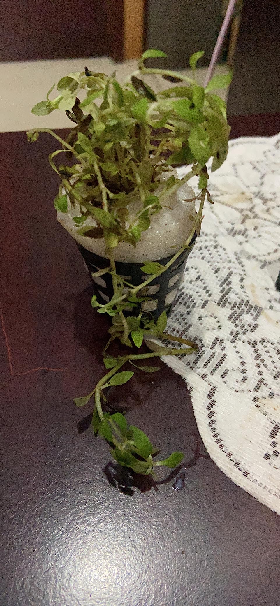 Limnophila aromatica "Mini" | Mini Limnophila Live Aquarium Plant (1 ...