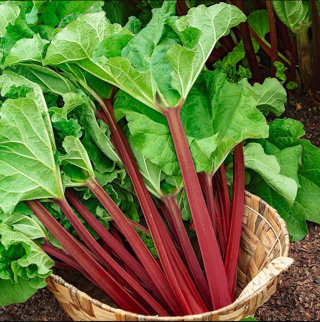 Amazon.com : 5 Rhubarb Plants, Rhubarb Plants Live Root, Live Rhubarb ...
