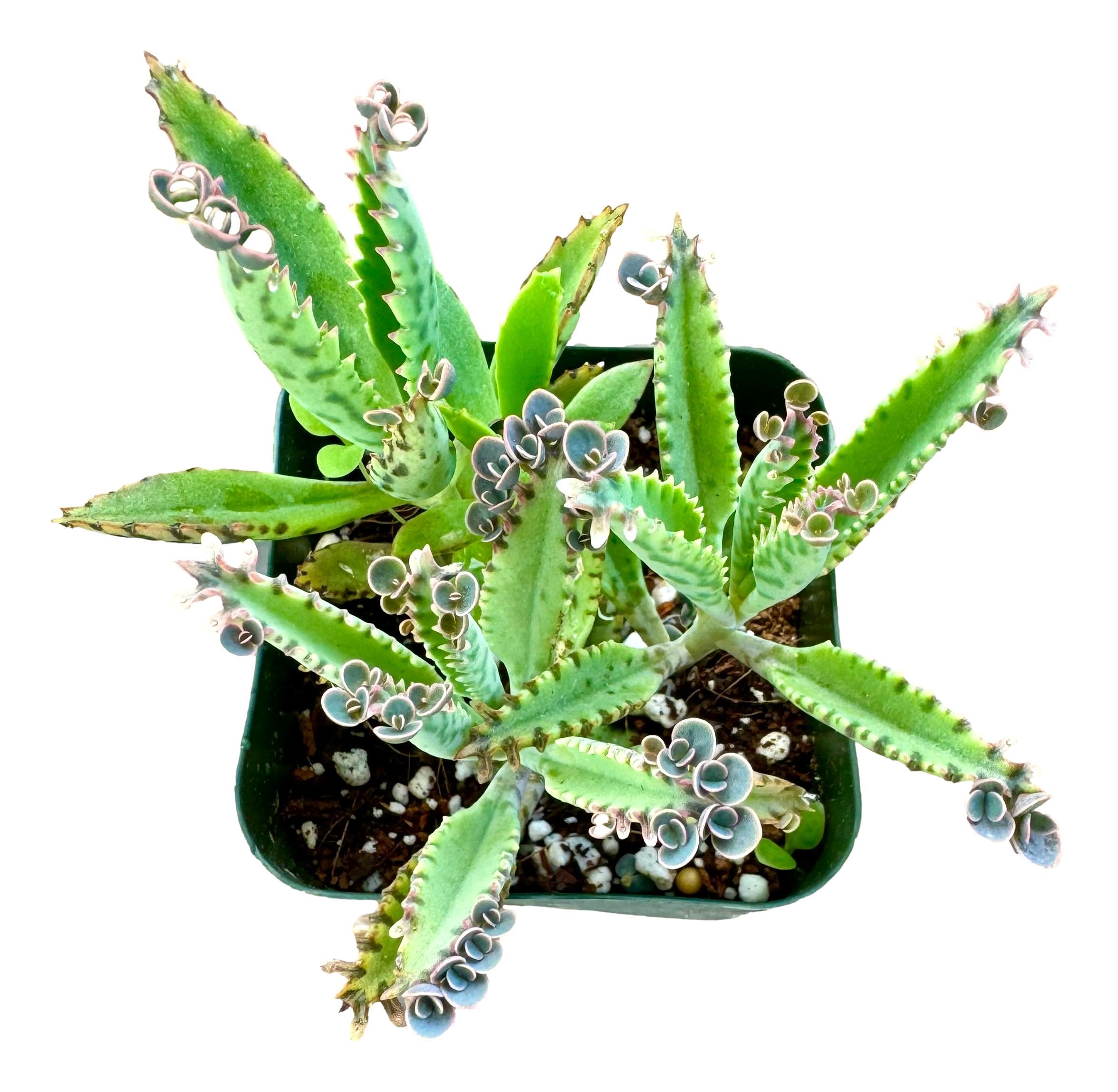 Amazon.com : Mothers of Thousands Kalanchoe Live Plant 3 to 5 Inc Tall ...