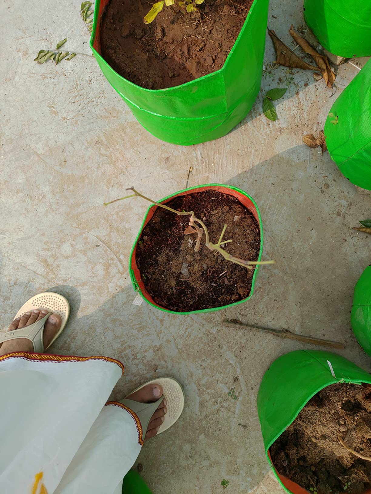 Bahan Traders Dwarf Thai Bel Tree Bilva Patra leaves belpatra Aegle ...