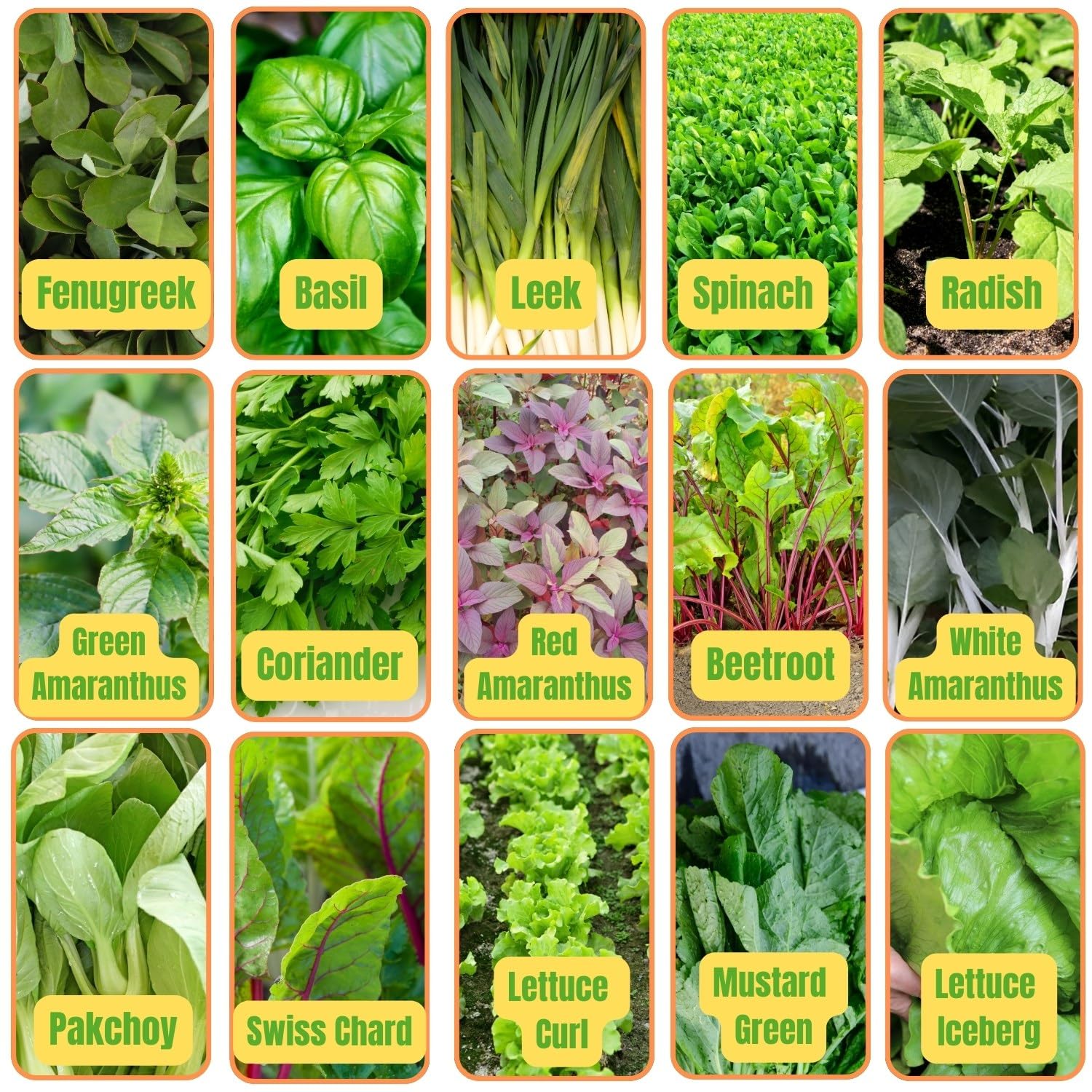 Indian Vegetables Names With Pictures Vegetable Dishes With Gravy