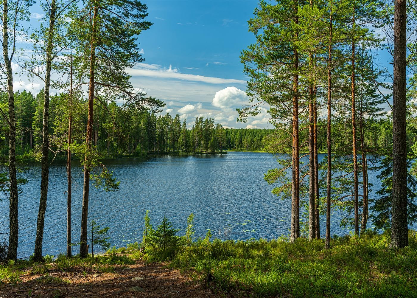 Amazon.com : DULUDA 7x5 FT Forest Lake Nature Backdrop Spring Summer ...