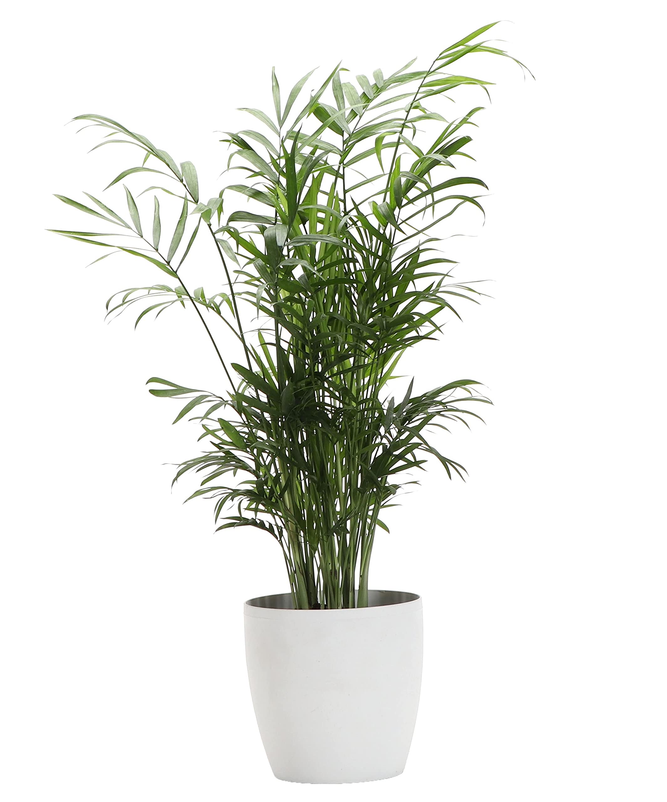 7 Best Low Light Bedroom Plants | Forget the Sunlight Myth