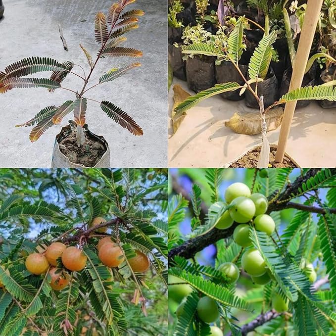 Grafted Thai Green Amla and Grafted Thai Red Amla Fruit Plant Combo ...