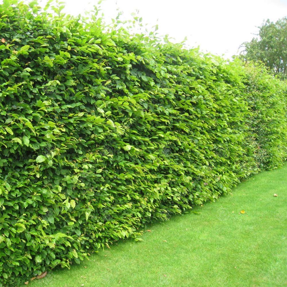 Carpinus Betulus Hornbeam Bare Root Hedge Green Hedging Tree Plants ...