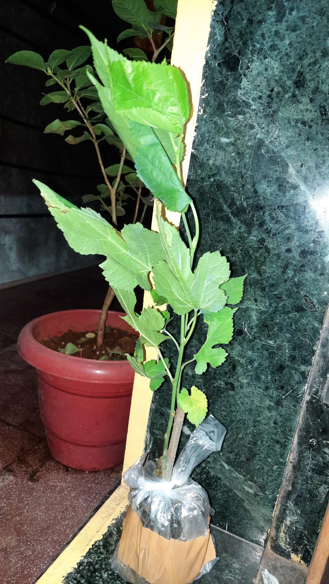 Golden Bloom Dwarf Mulberry Tree Everbearing Morus Nigra Indoor or ...