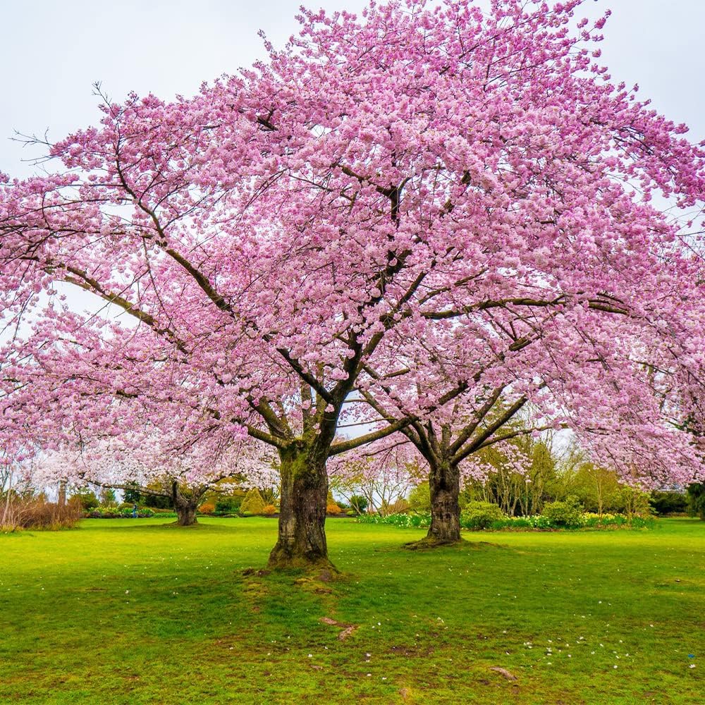 Amazon.com : QAUZUY GARDEN 50PCS Bonsai Tree Japanese Sakura Seeds Rare ...