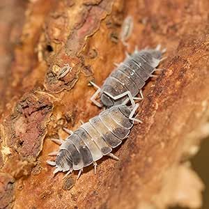 Amazon.com : Isopod Depot Live Oreo Crumble Isopods - Cleanup Crew ...