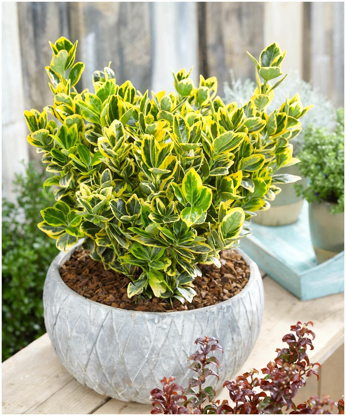 Euonymus Japnicus Ovatus Aureus Japanese Spindle Hedging