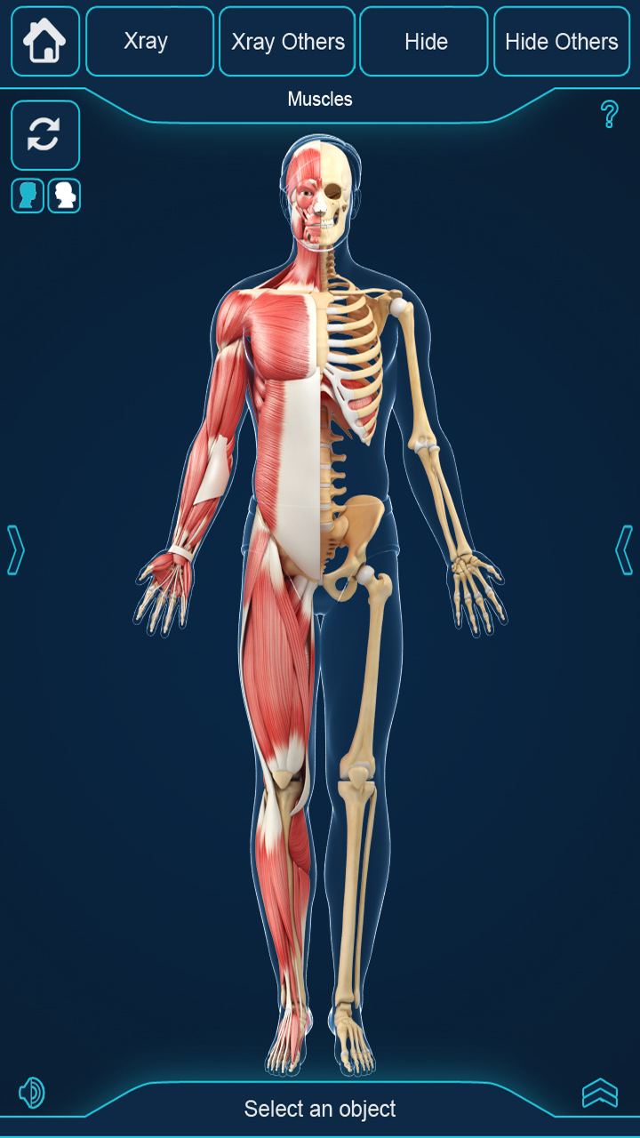 My Muscle Anatomy - App on Amazon Appstore