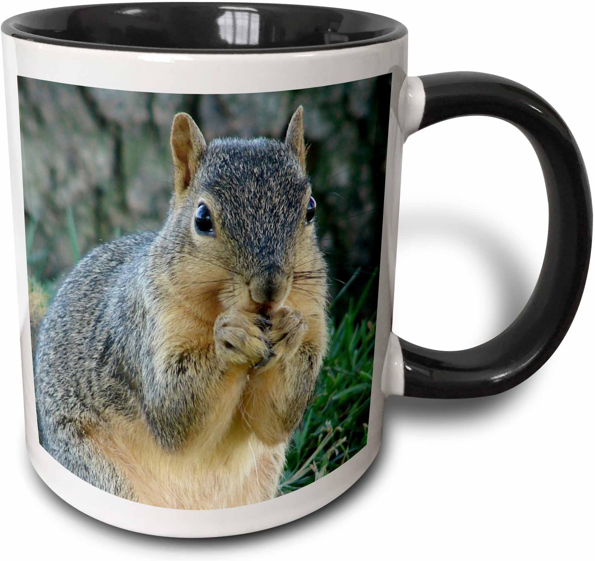 Amazon.com: 3dRose Squirrel Eating Acorns Photographed by Angelandspot ...