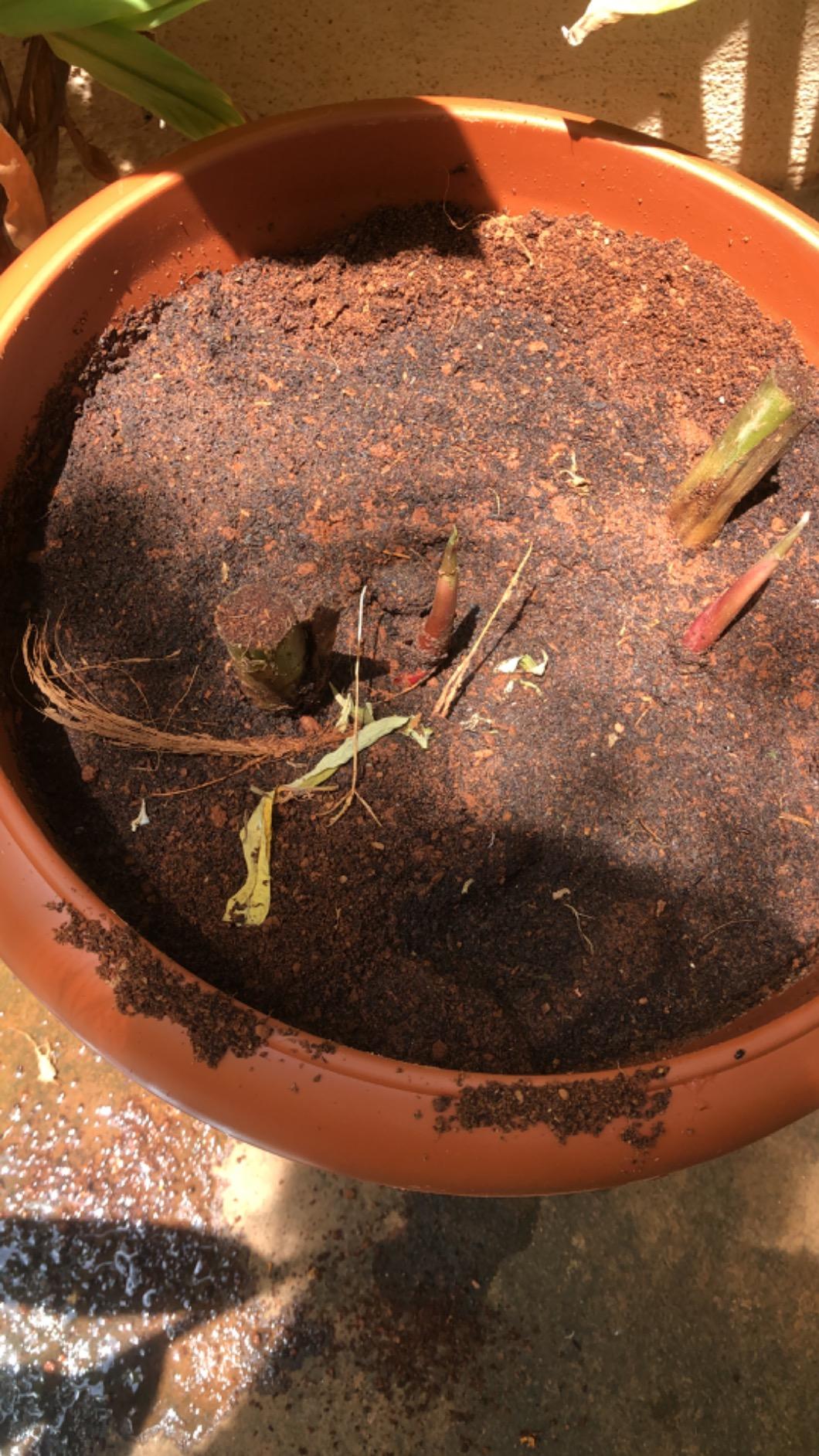 Rare yellow ginger Lilly / Hedychium flavescens / Yellow Butterfly ...