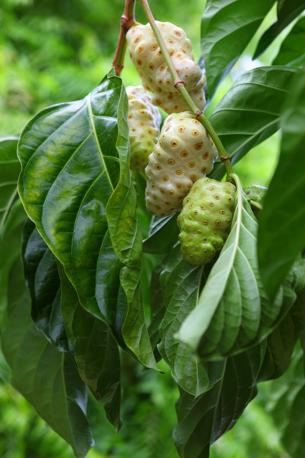 Amazon.com : Noni, Indian Mulberry, Nunaakai Tree Seeds 15+ Qty Pack ...