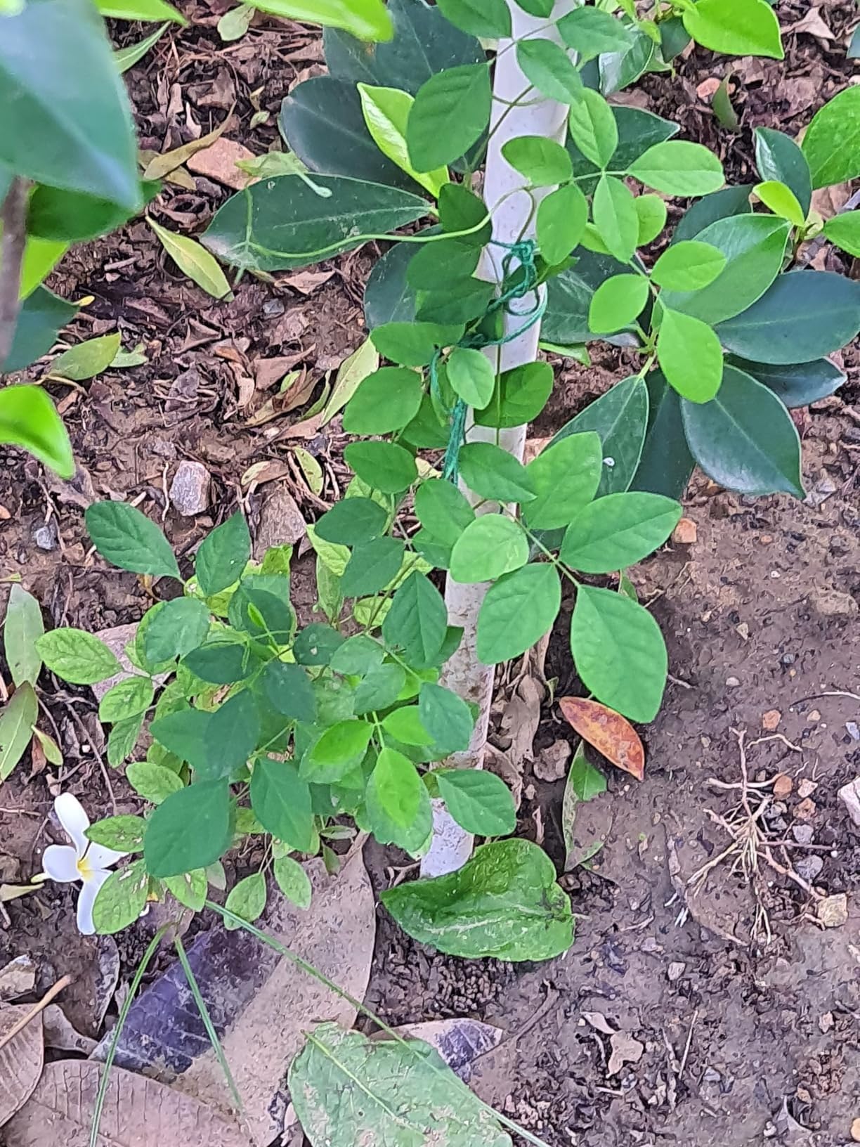 Live Moringa Plant | Sehjan - Drumstick Tree (Muringa Medicinal Plant ...