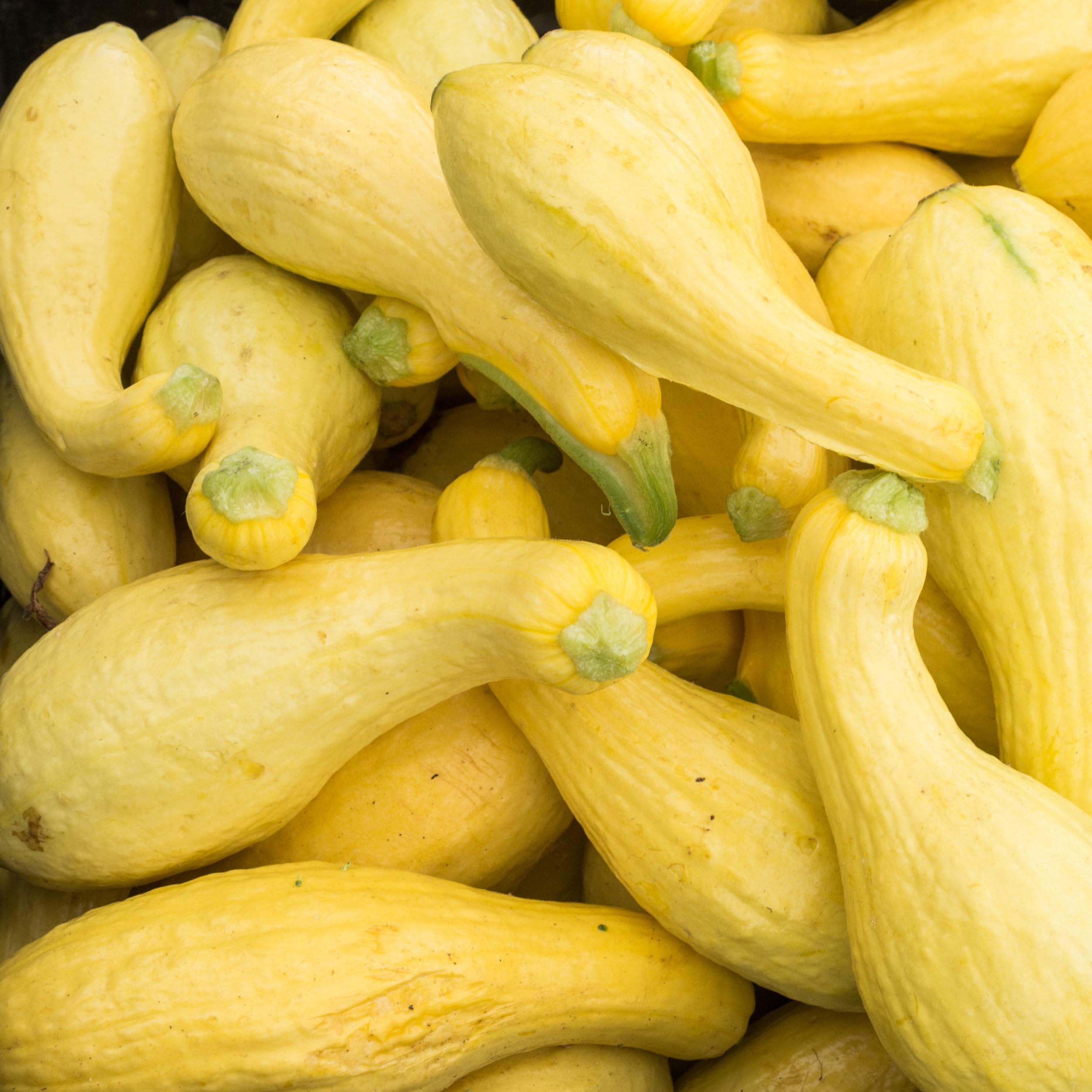 Different Types Of Yellow Squash Chocolate Yellow Squash Cake