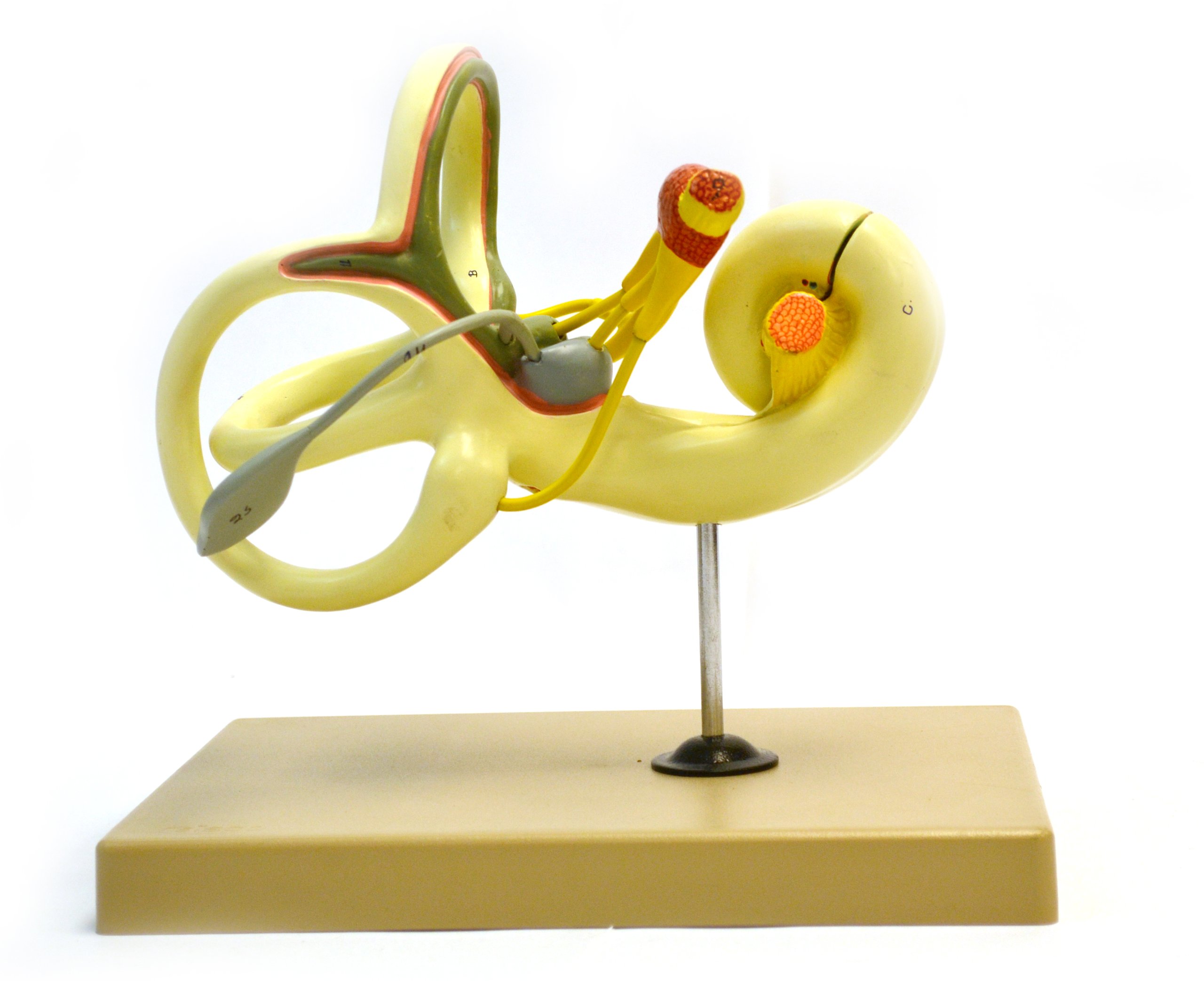 Inner Ear Labyrinth Model Cochlea Osseous Labyrinth Inner Ear ENT Dark