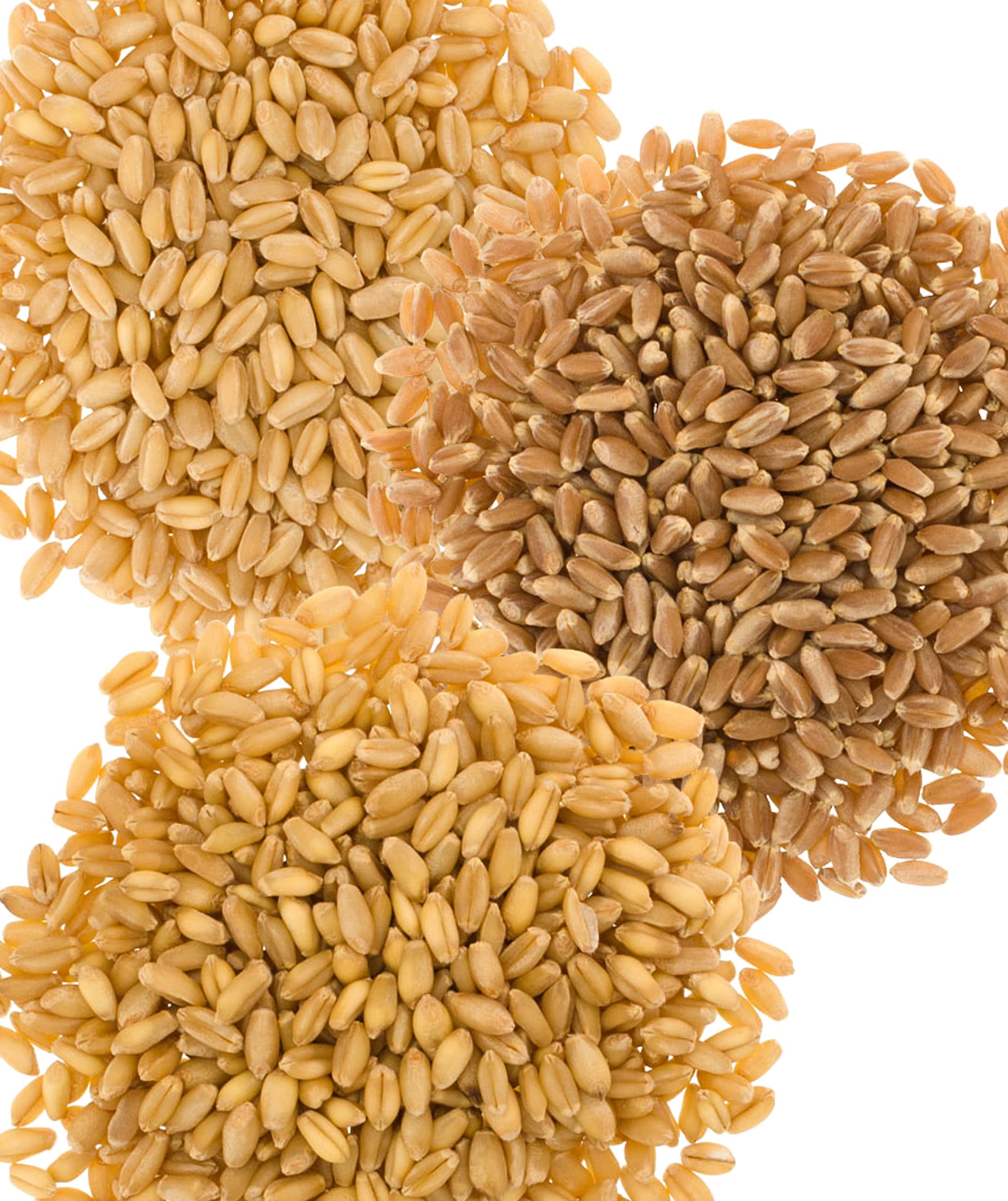 White Wheat Seed