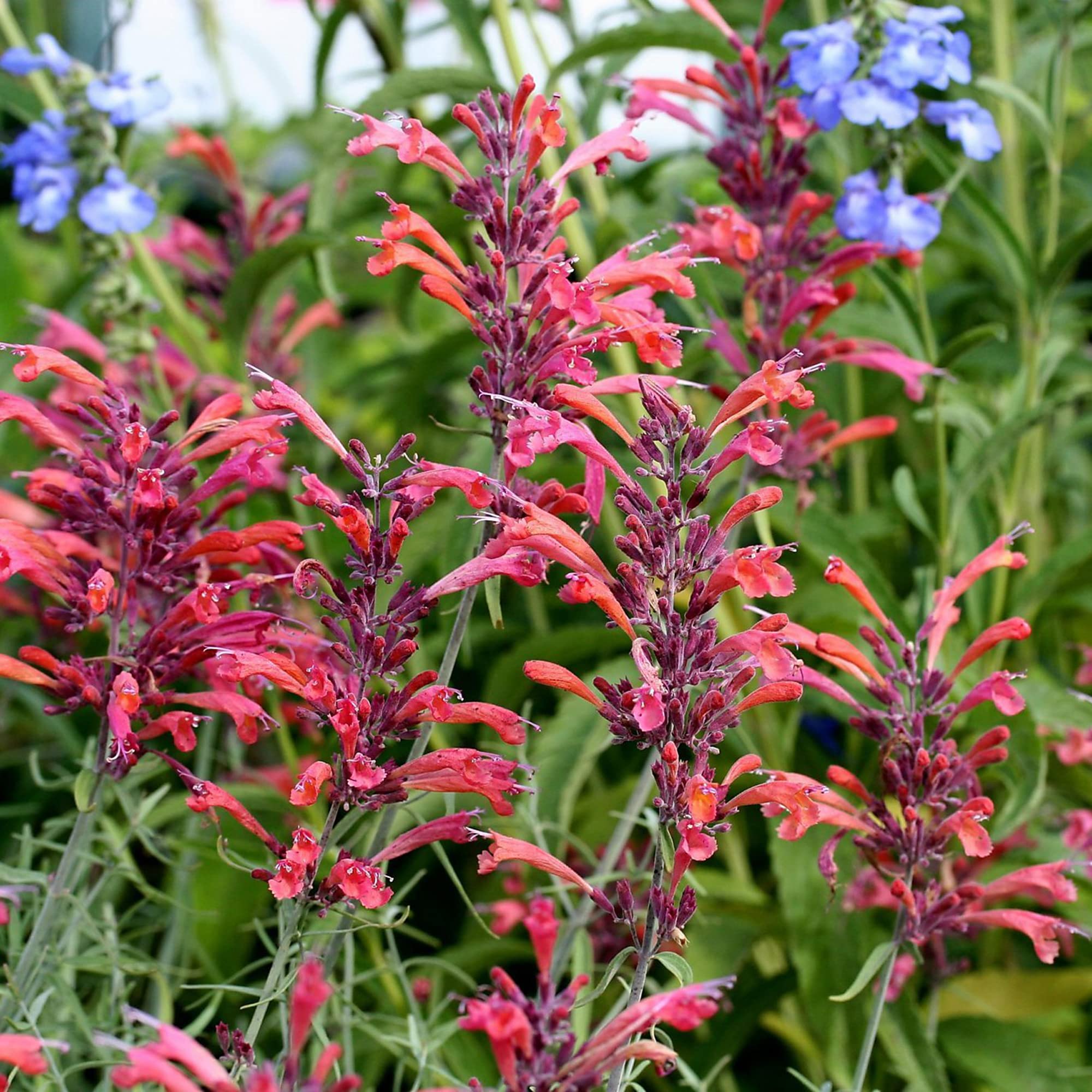 Agastache Tango