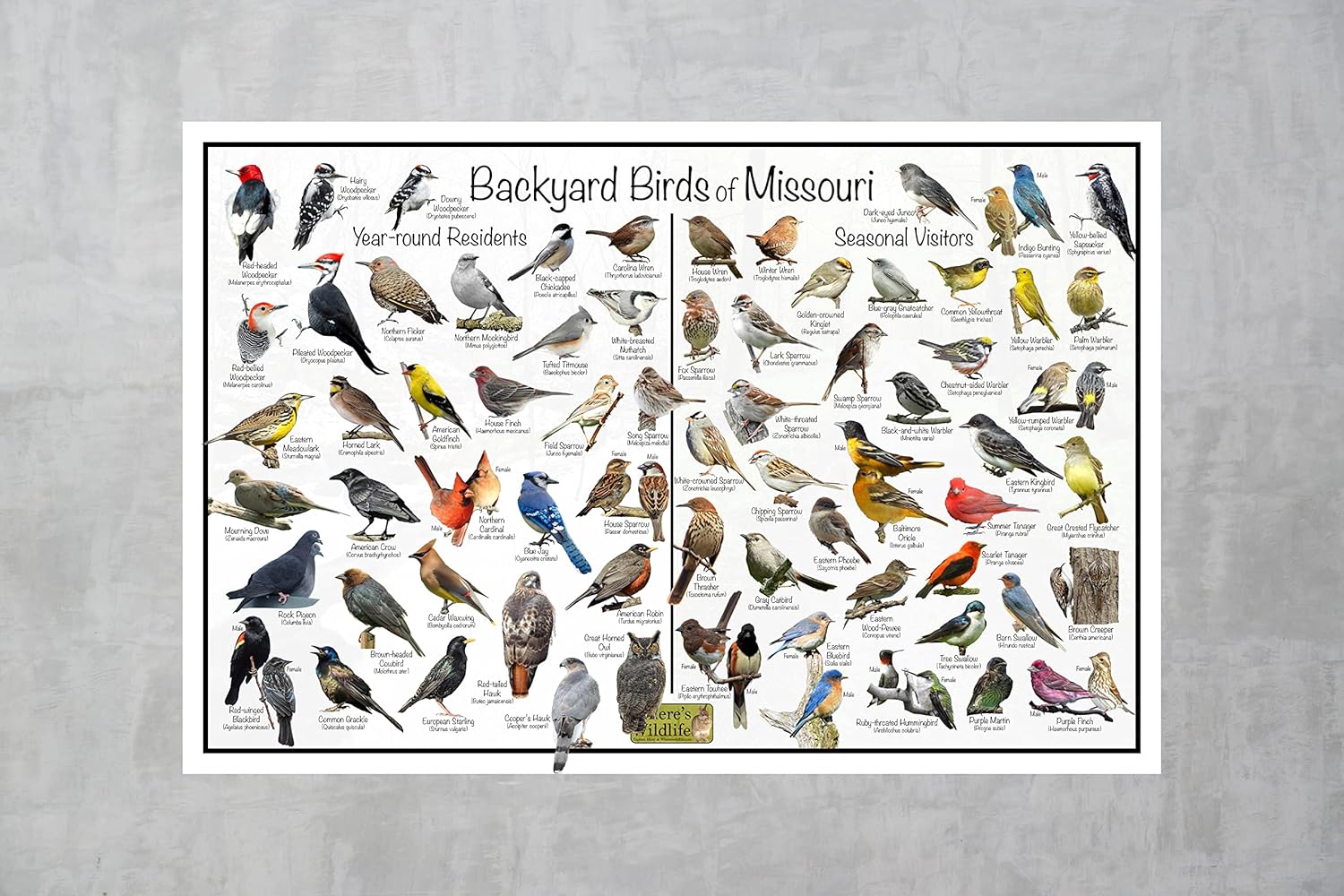 Where's Wildlife Backyard Birds of Missouri Bird Philippines | Ubuy