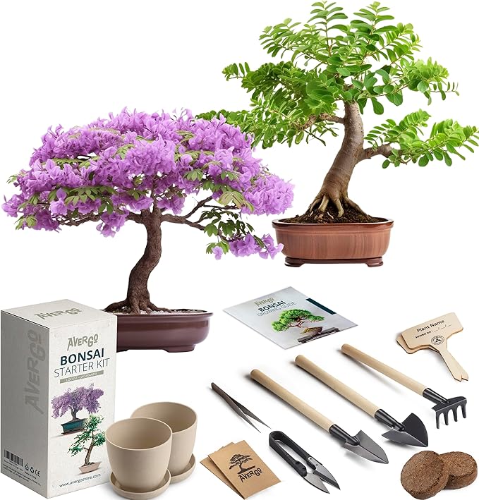 Amazon.com : Bonsai Starter Kit – 2X Bonsai Tree | Complete Indoor ...