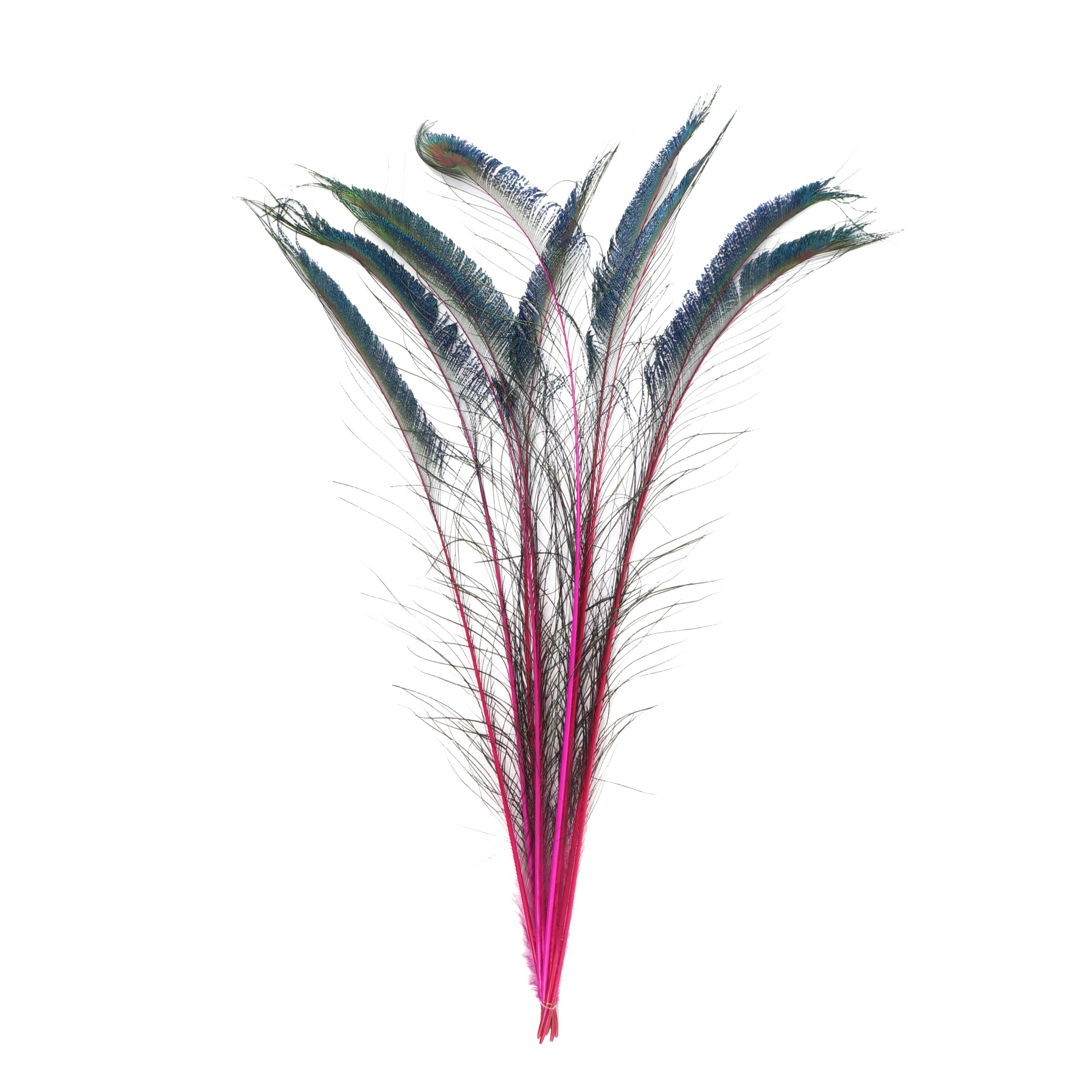 Amazon.com: ZUCKER - Natural Peacock Sword Stem Feathers - 10 Piece ...