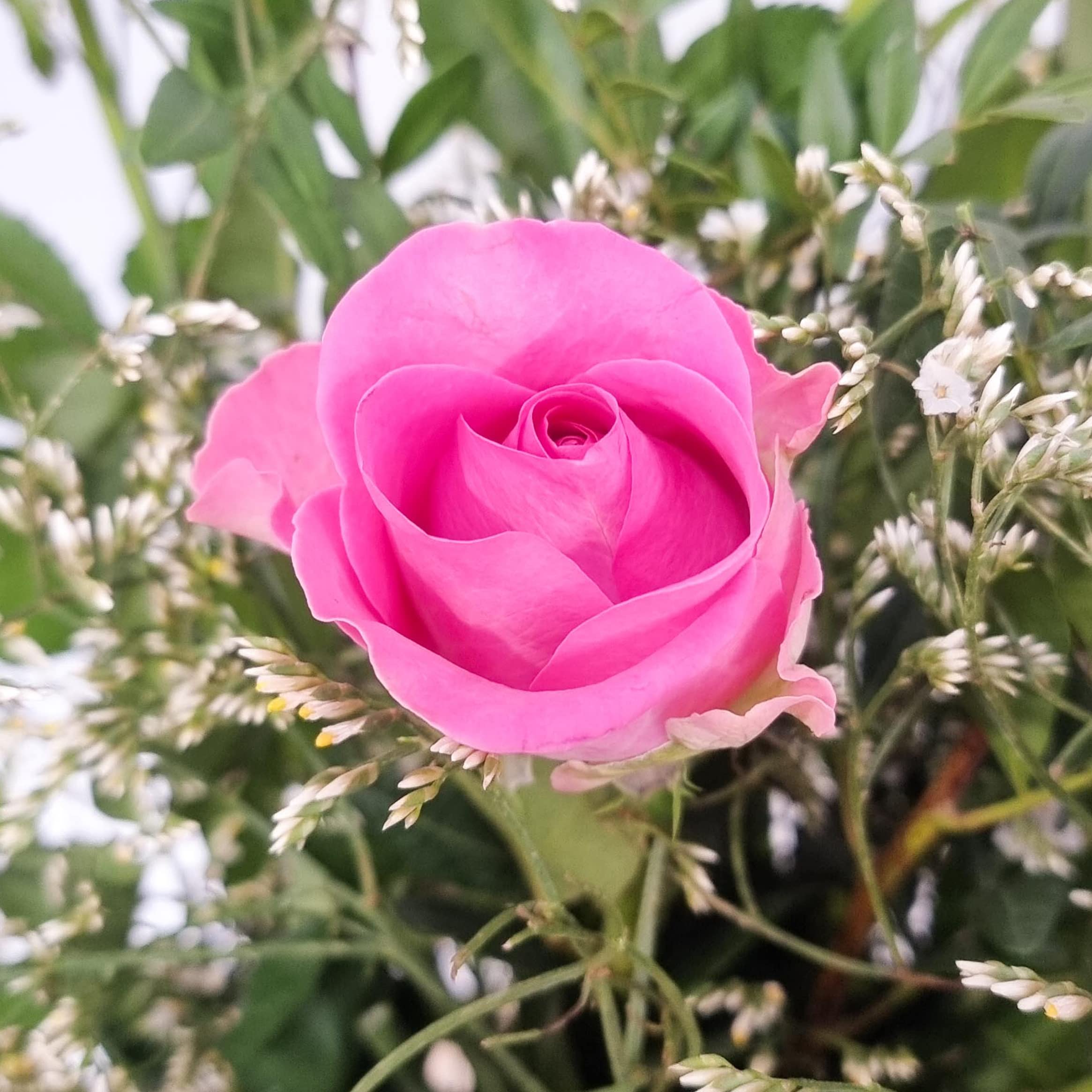 Fresh Pink Rose Flowers Single Gentle Pink Rose With Buds In The