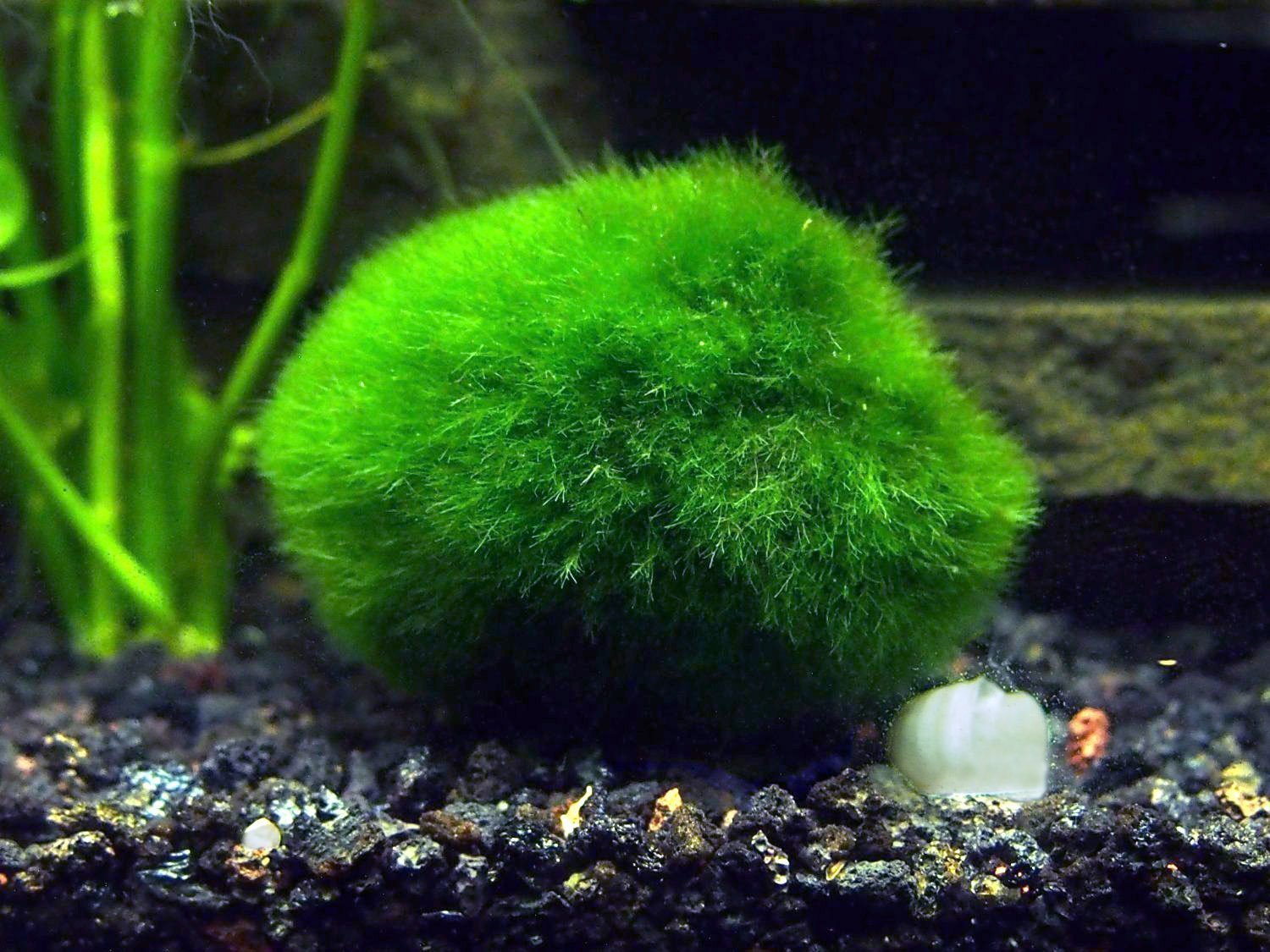 Giant Marimo Moss Ball