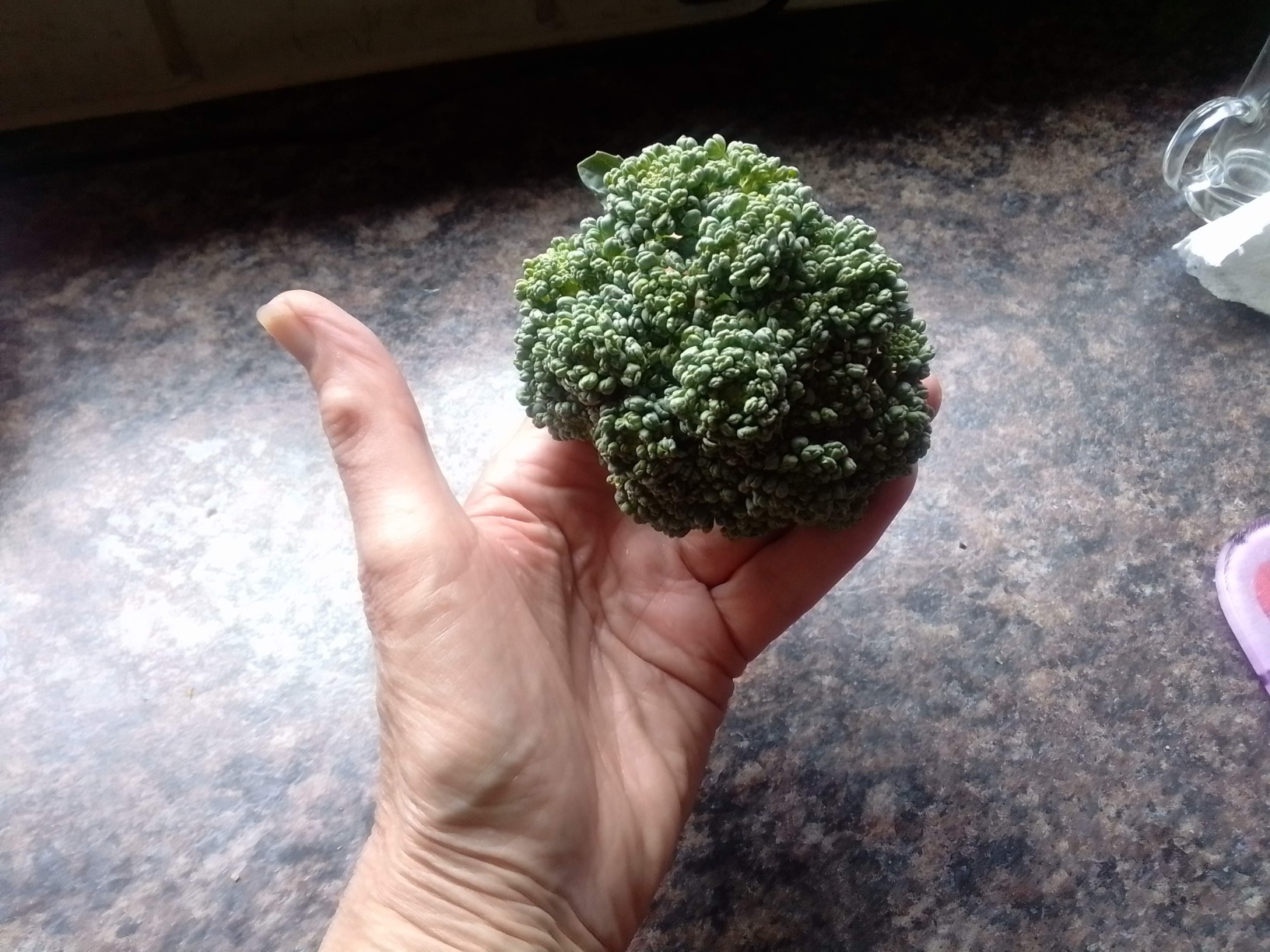 Amazon.com : Packman Hybrid F1 Broccoli Seeds - You can Grow it All ...