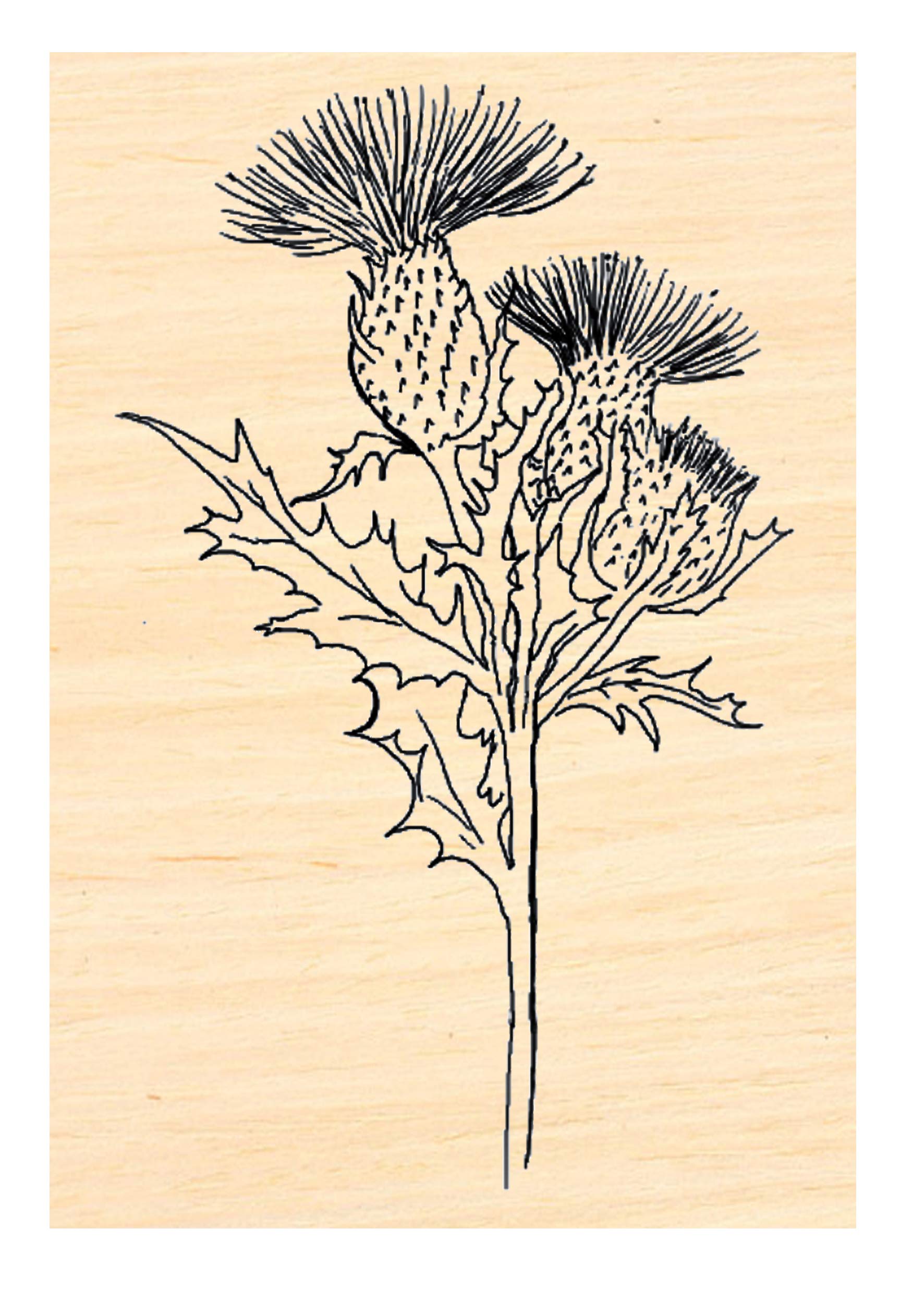 Amazon.com: P106 Thistle Flower Rubber Stamp 2.75x1.75 : Arts, Crafts ...