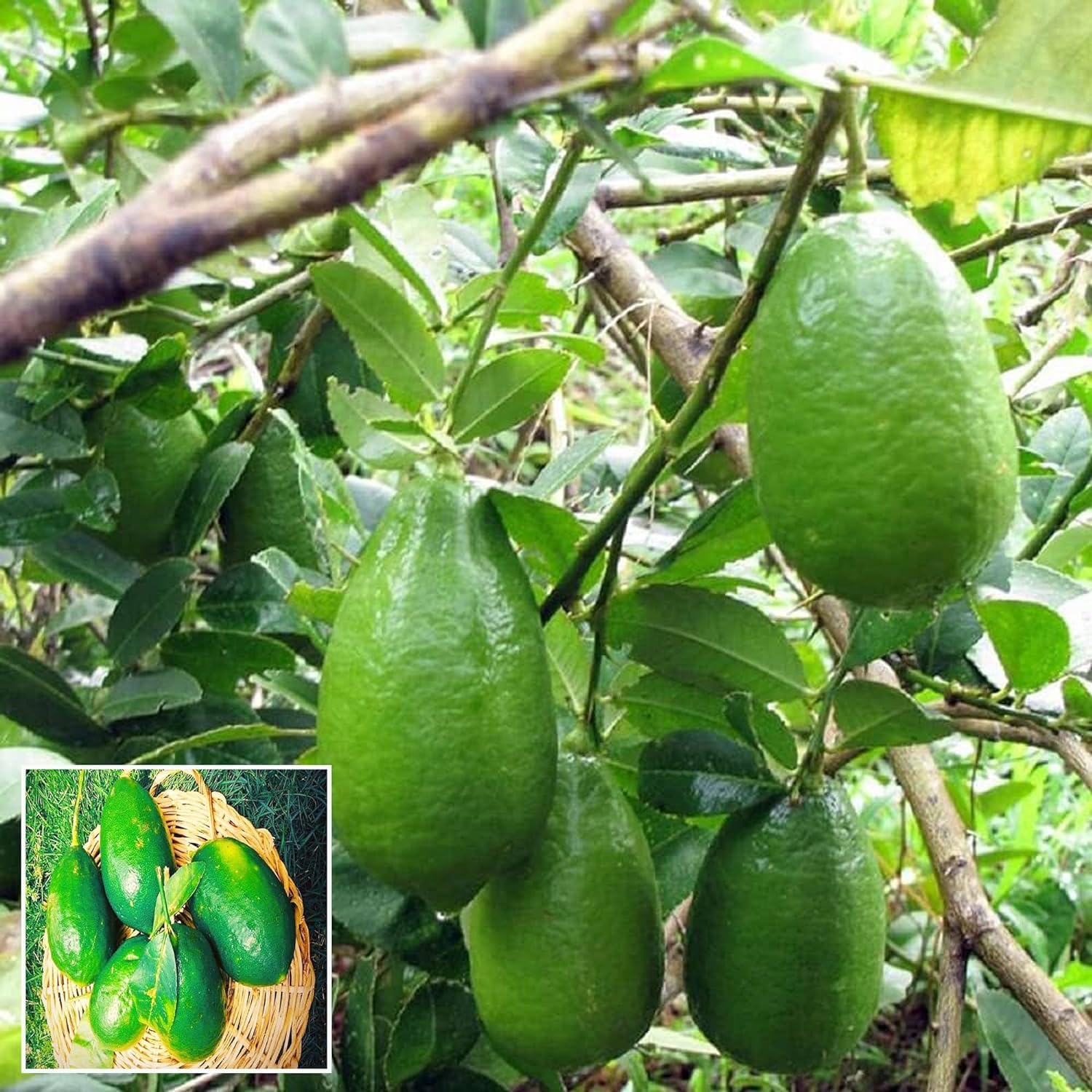 Cloud Farm Nimbu Gandharaj Aroma king Lemon Nimbu Layering/Grafted Fruit Live Plant (1.5-2 Feet ...