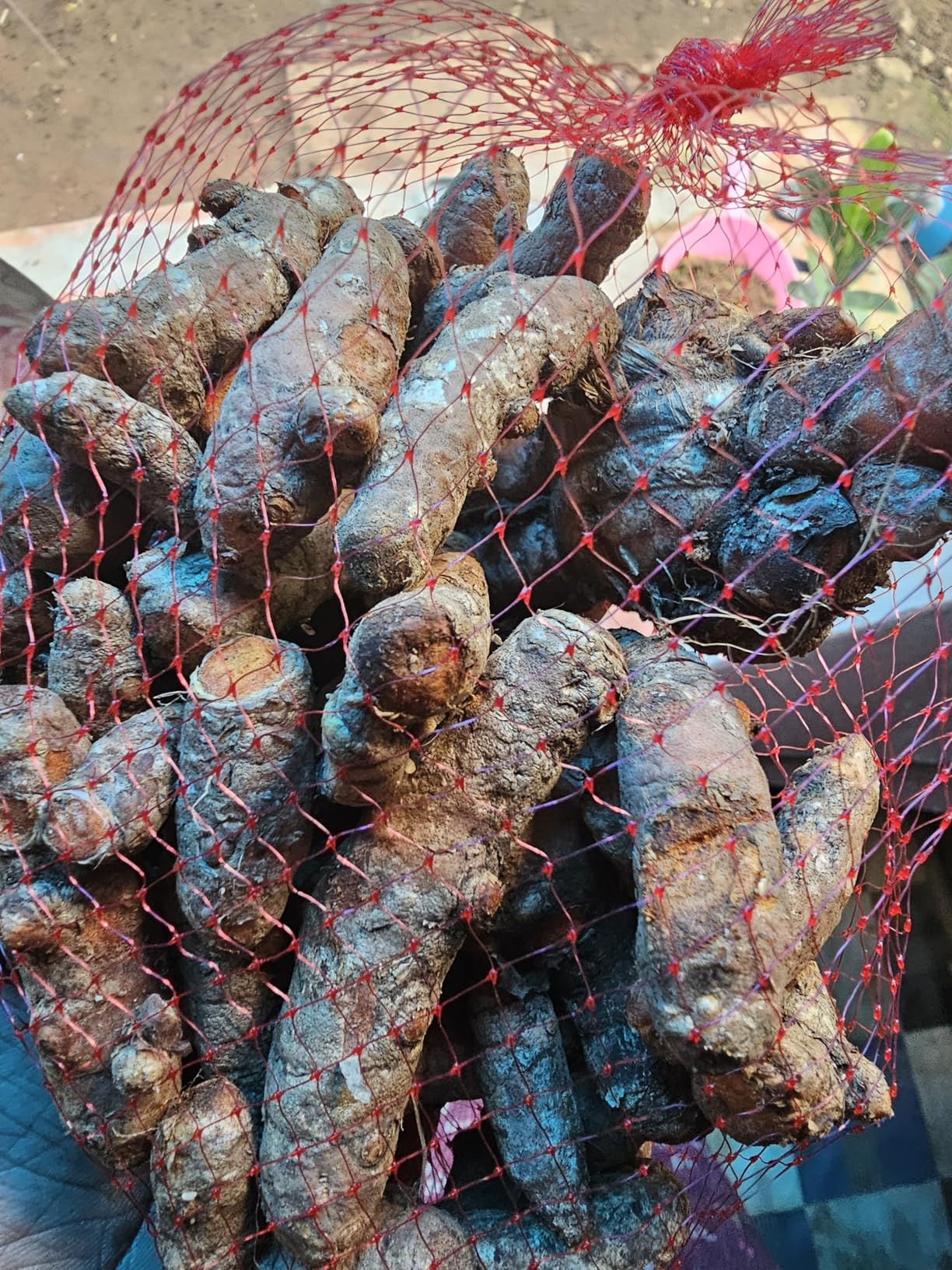 We Care Eco Products Fresh Turmeric Roots | Kachchi Haldi | Taaja ...