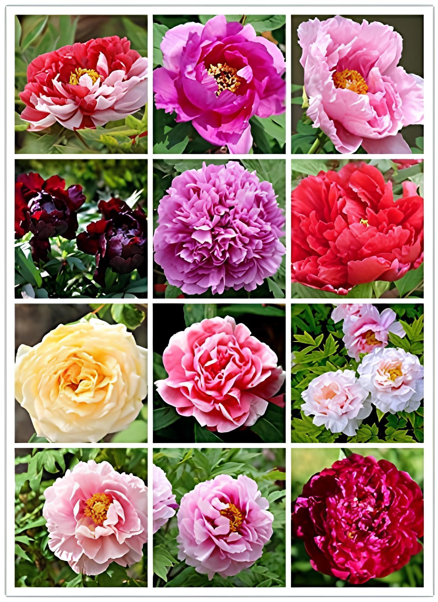 Earth Hopper 75+ Peony Mixed Flower Seeds For Planting- Double ...