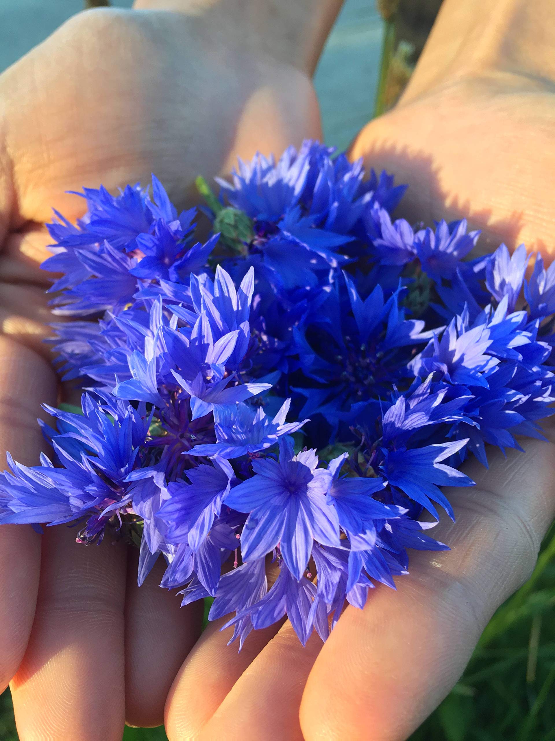 Blue Cornflower Bouquet