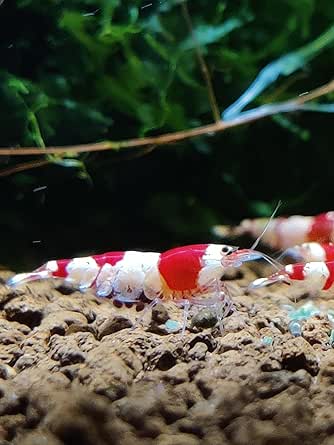 Colourful Dwarf Shrimps for Your Aquarium - Various Patterns and ...