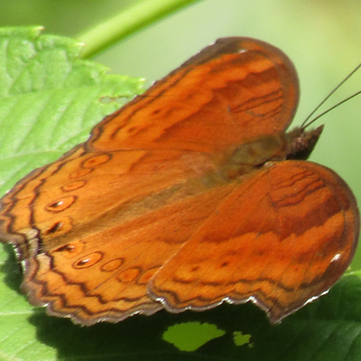 Time Machine - App on Amazon Appstore