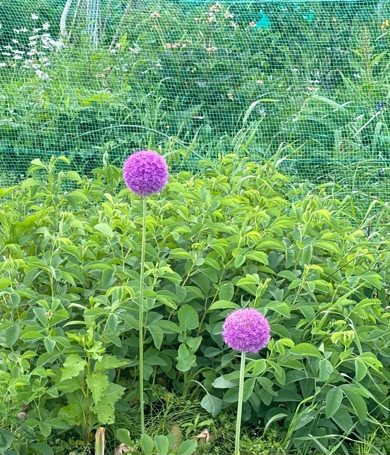 Amazon.co.jp: 【2ケース60本】資生堂ピュアホワイトドリンク 50mL×10本x6箱(4901872046959-6 ...