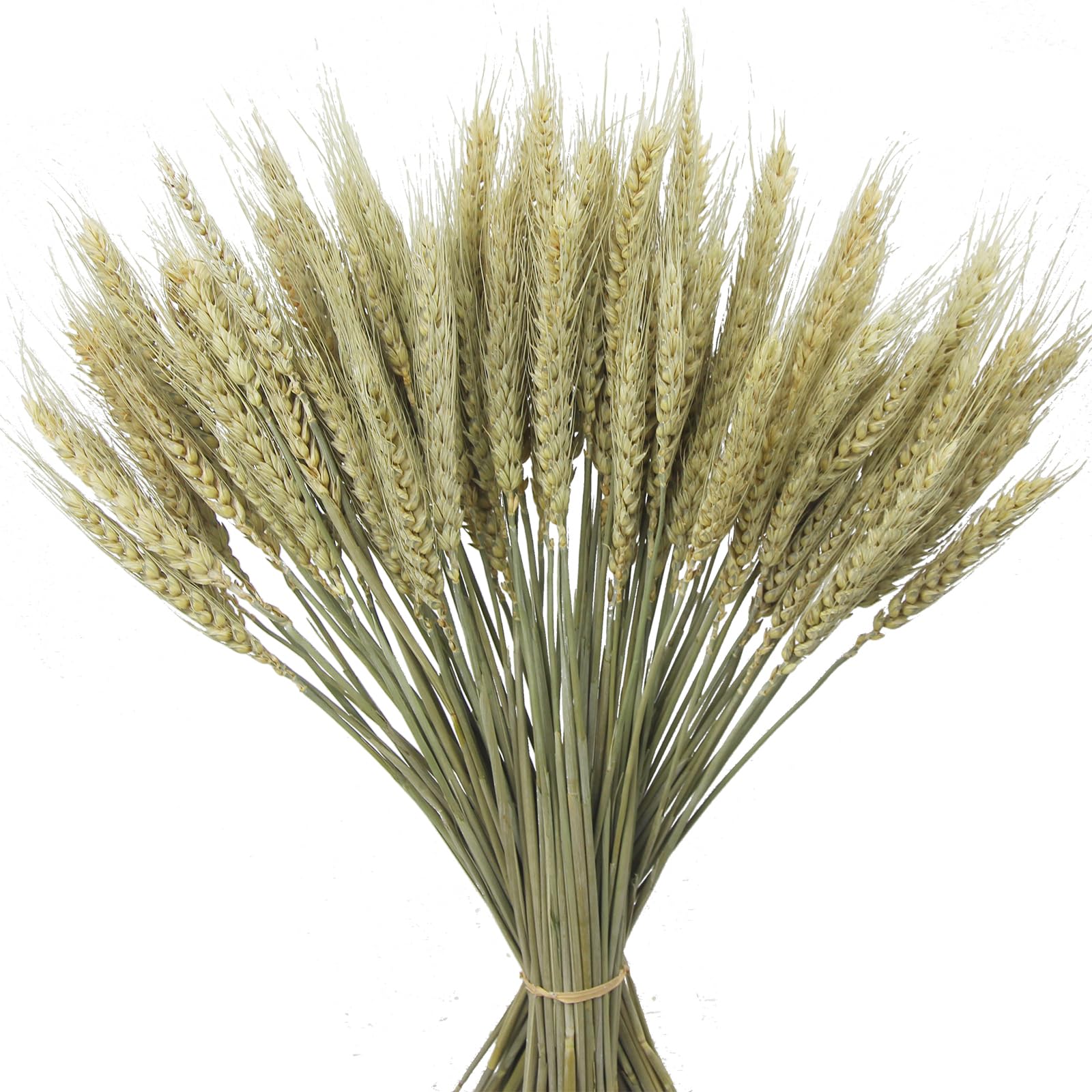 Amazon.com: CISDUEO 100 Pcs Dried Wheat Stalks Bundle Grass Natural ...