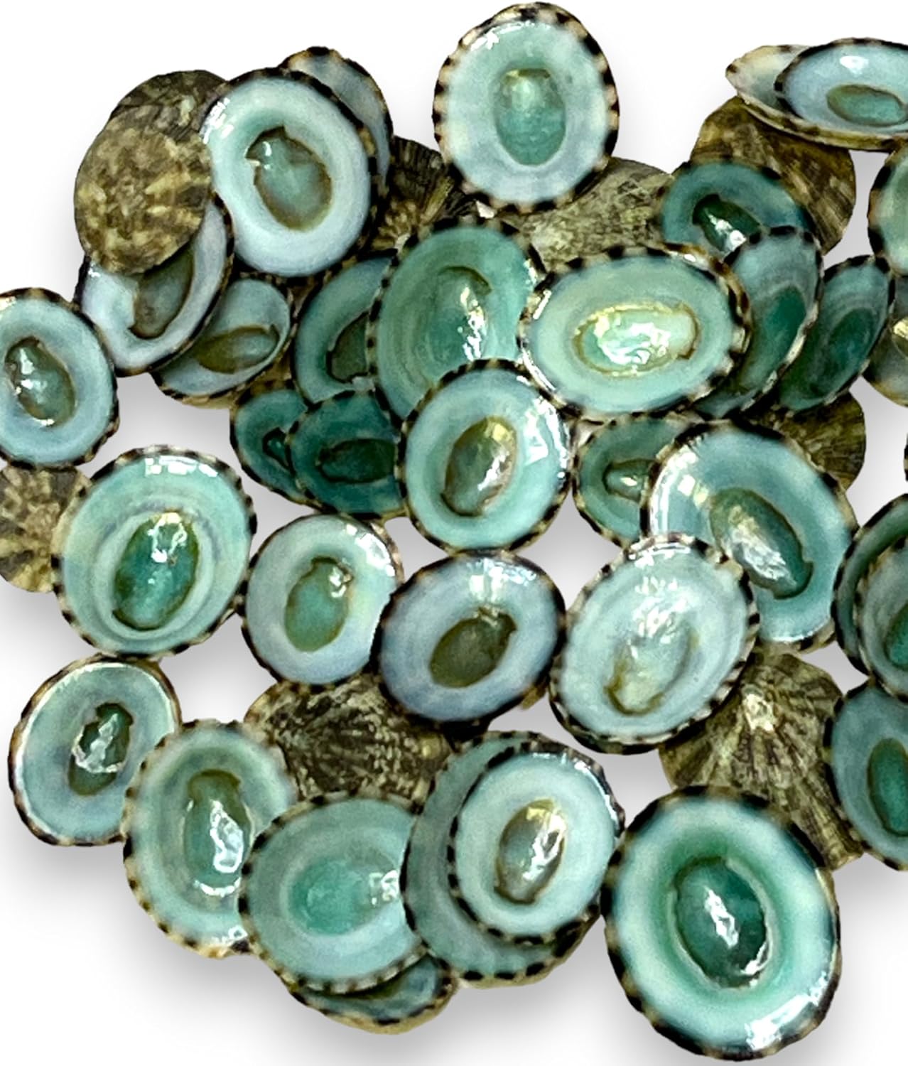 Tumbler Home Sea Shells for Crafting, 50pcs of Small Shells 0.5" to 1 ...