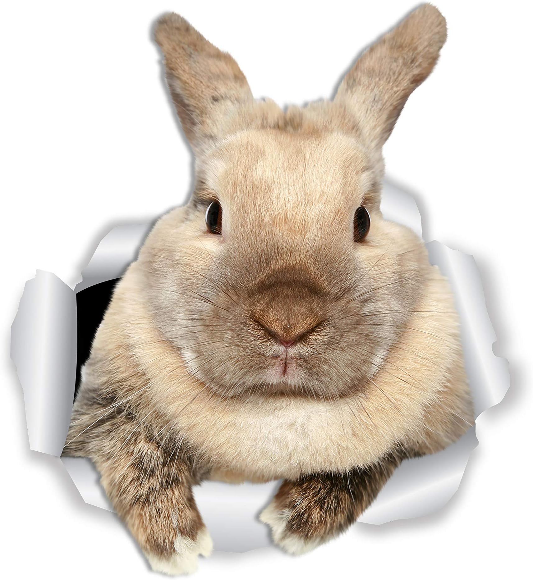 Amazon.com - NS-FX RABBIT SILHOUETTE - Bunny - Vinyl Car Decal Sticker ...