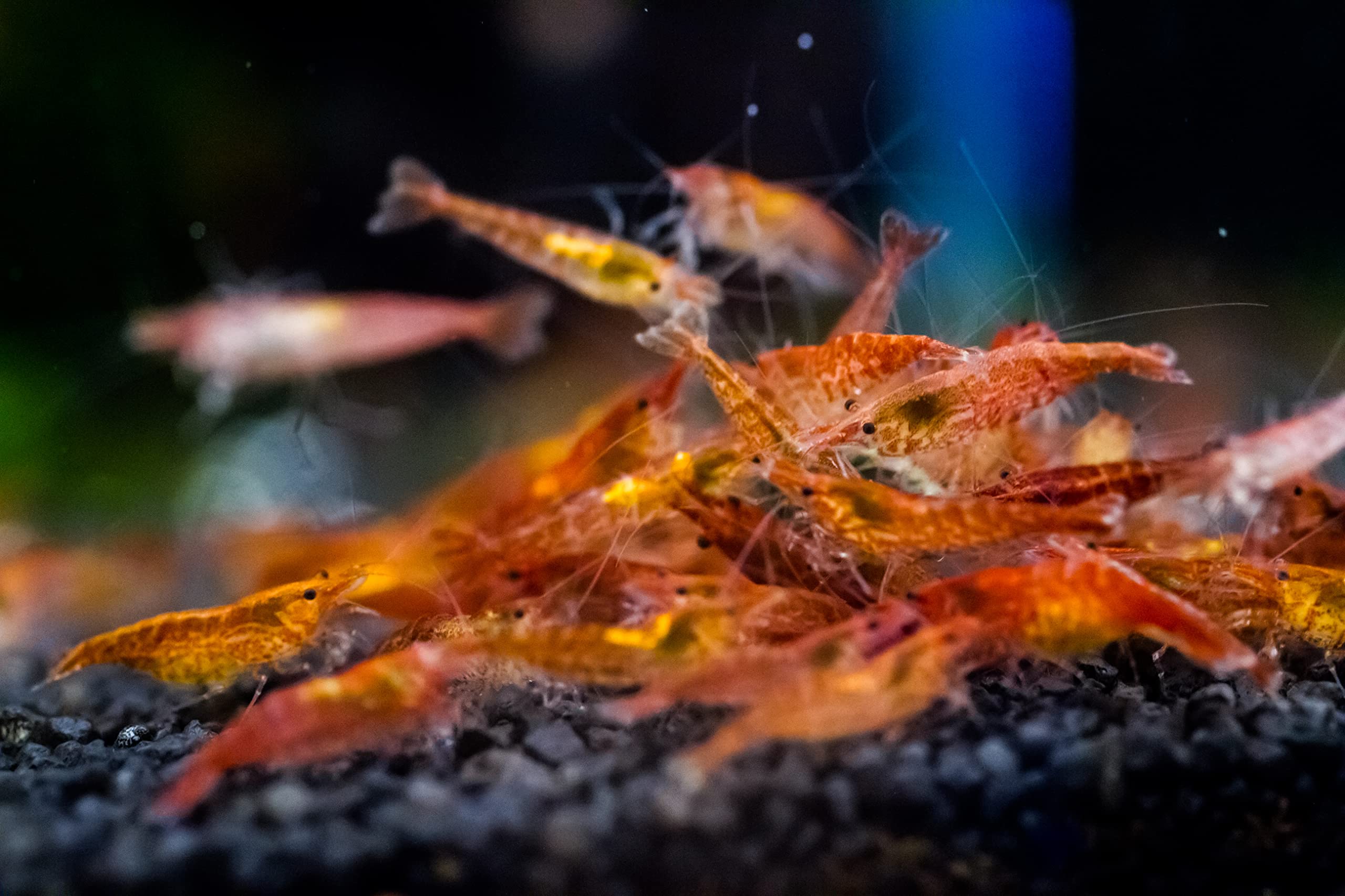 Red Cherry Shrimp Neocaridina Denticulata Sinensis 324 Red Shrimp