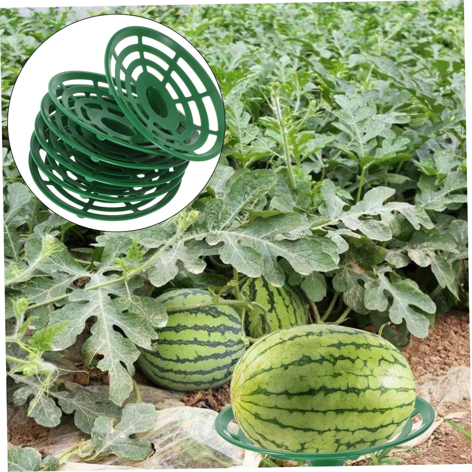 Melon Garden Plant Support