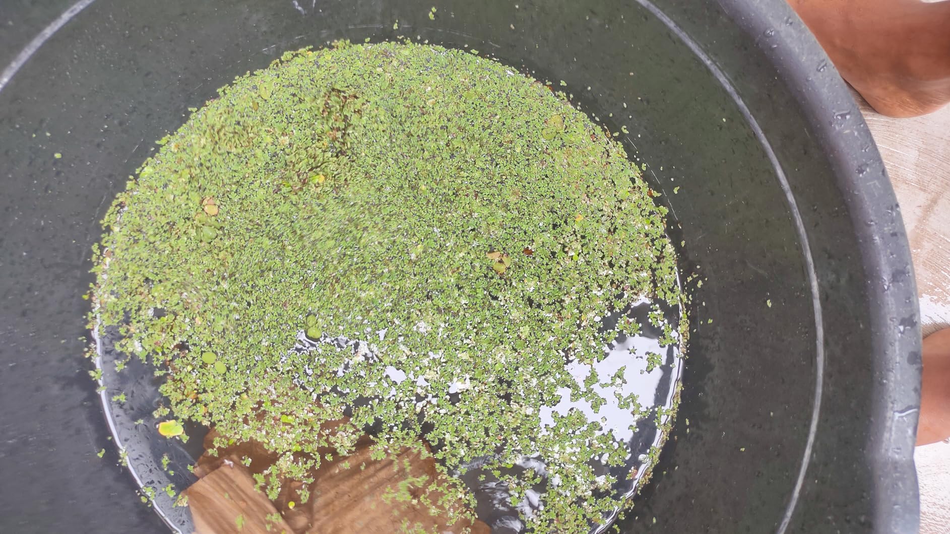 Greenify Azolla Seeds (Pack of 1500+), Water Fern, Floating Plants for ...