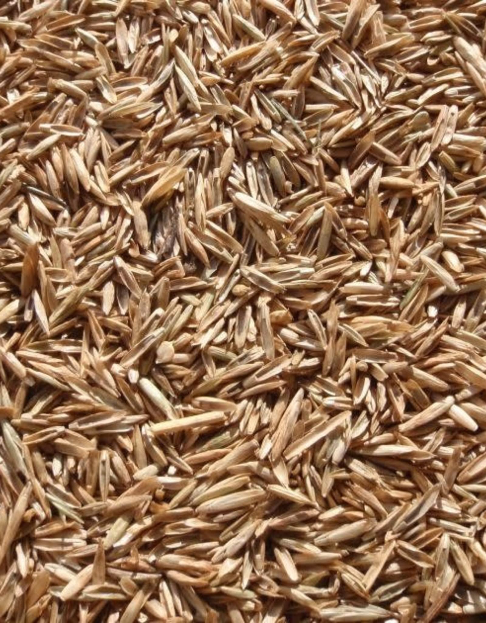 Amazon.com : Annual Ryegrass Seeds for Planting - Premium Quality Rye ...